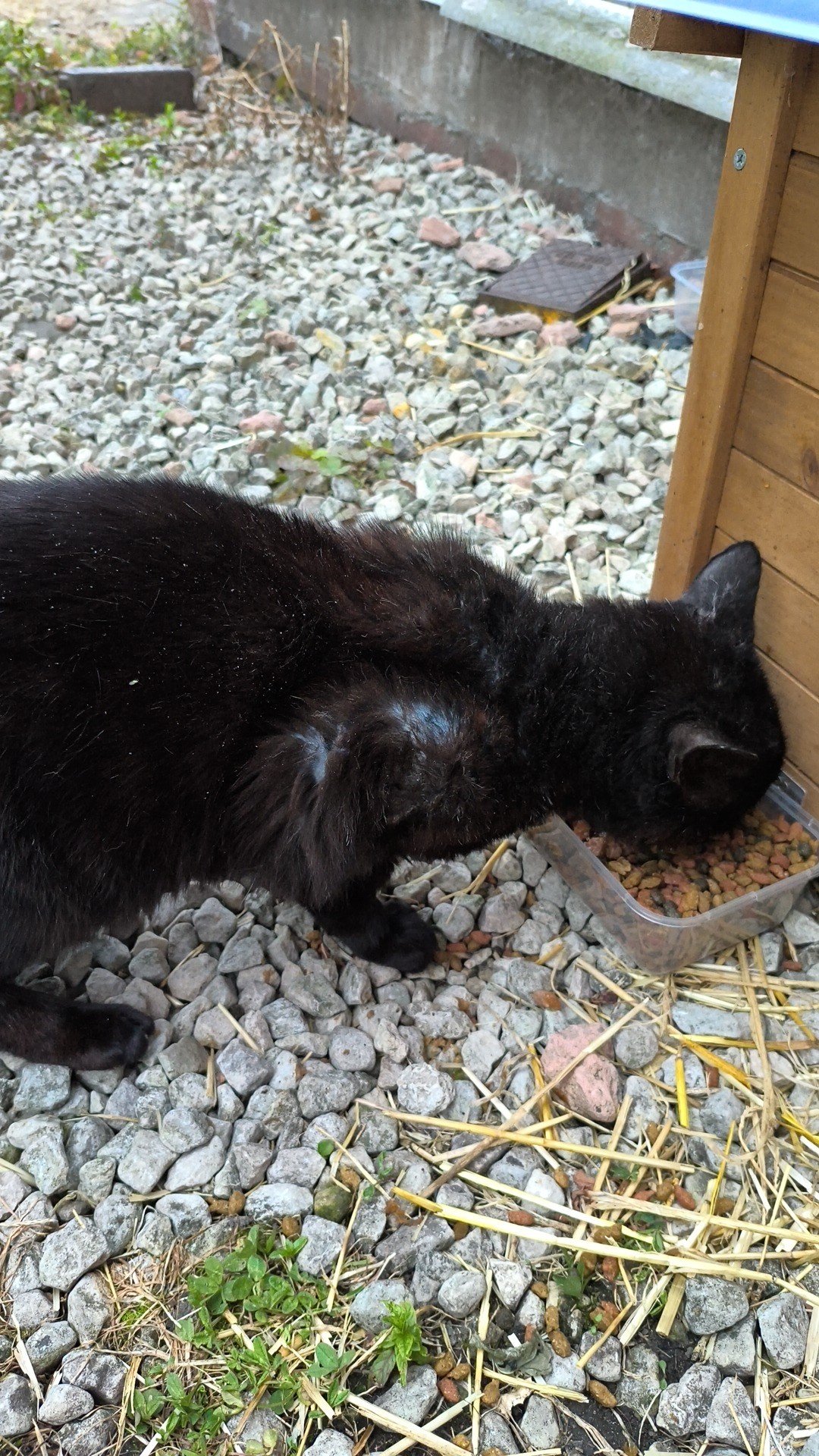 Fundraiser by Chloe Barrett : Support for vet bills&costs for stray cat ...