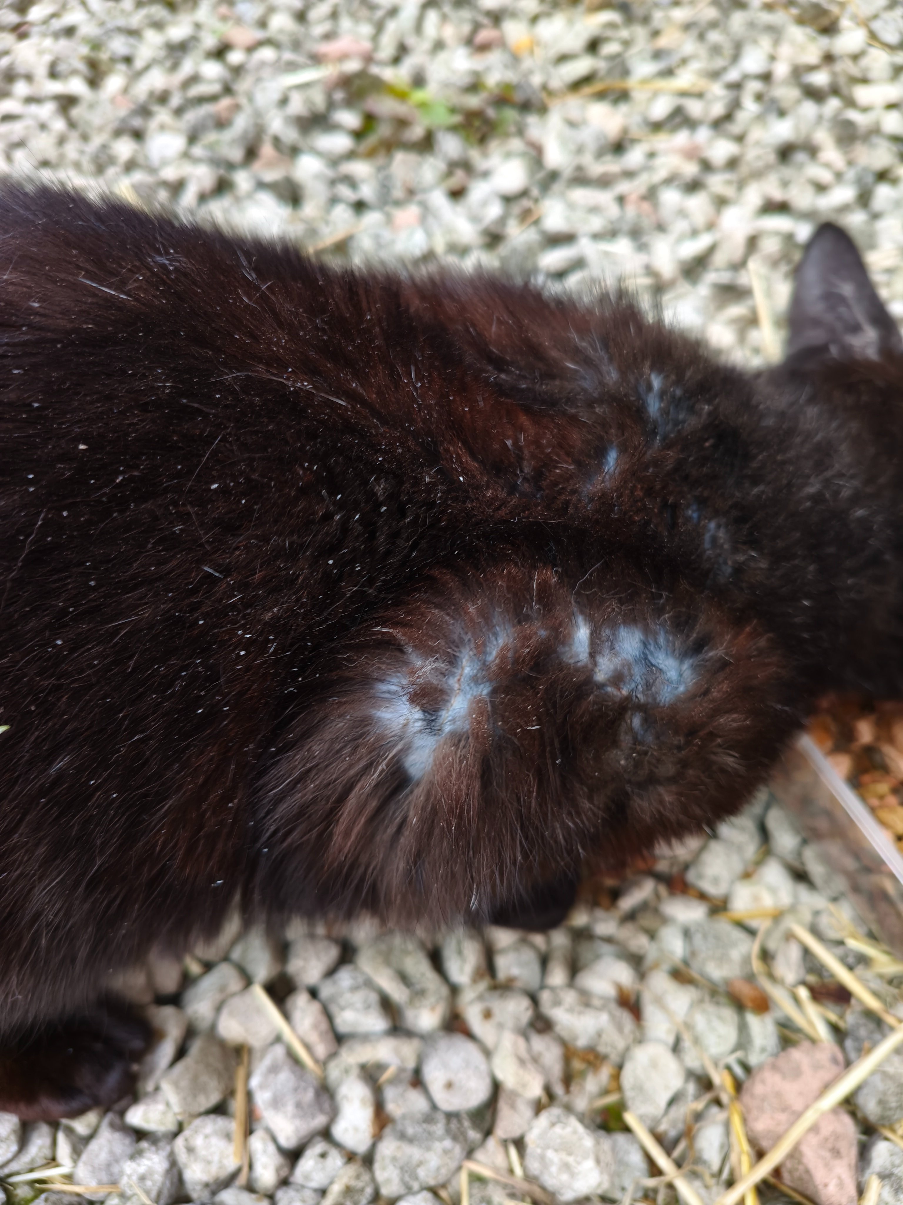 Fundraiser by Chloe Barrett : Support for vet bills&costs for stray cat ...
