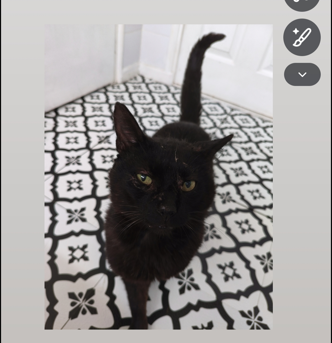 Fundraiser by Chloe Barrett : Support for vet bills&costs for stray cat ...