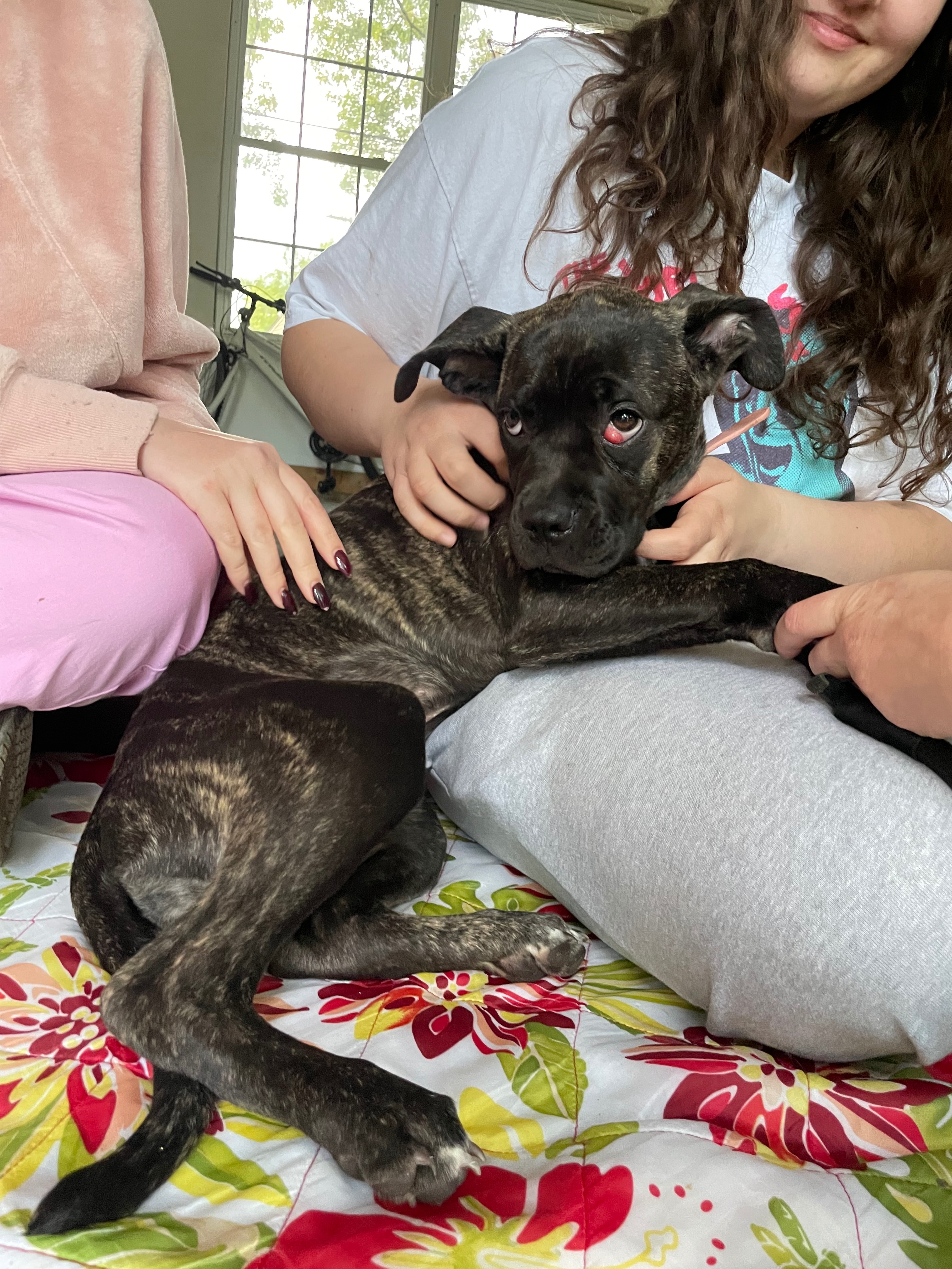 Fundraiser by Keish Ridner : Love and Care for a Rescued Dog