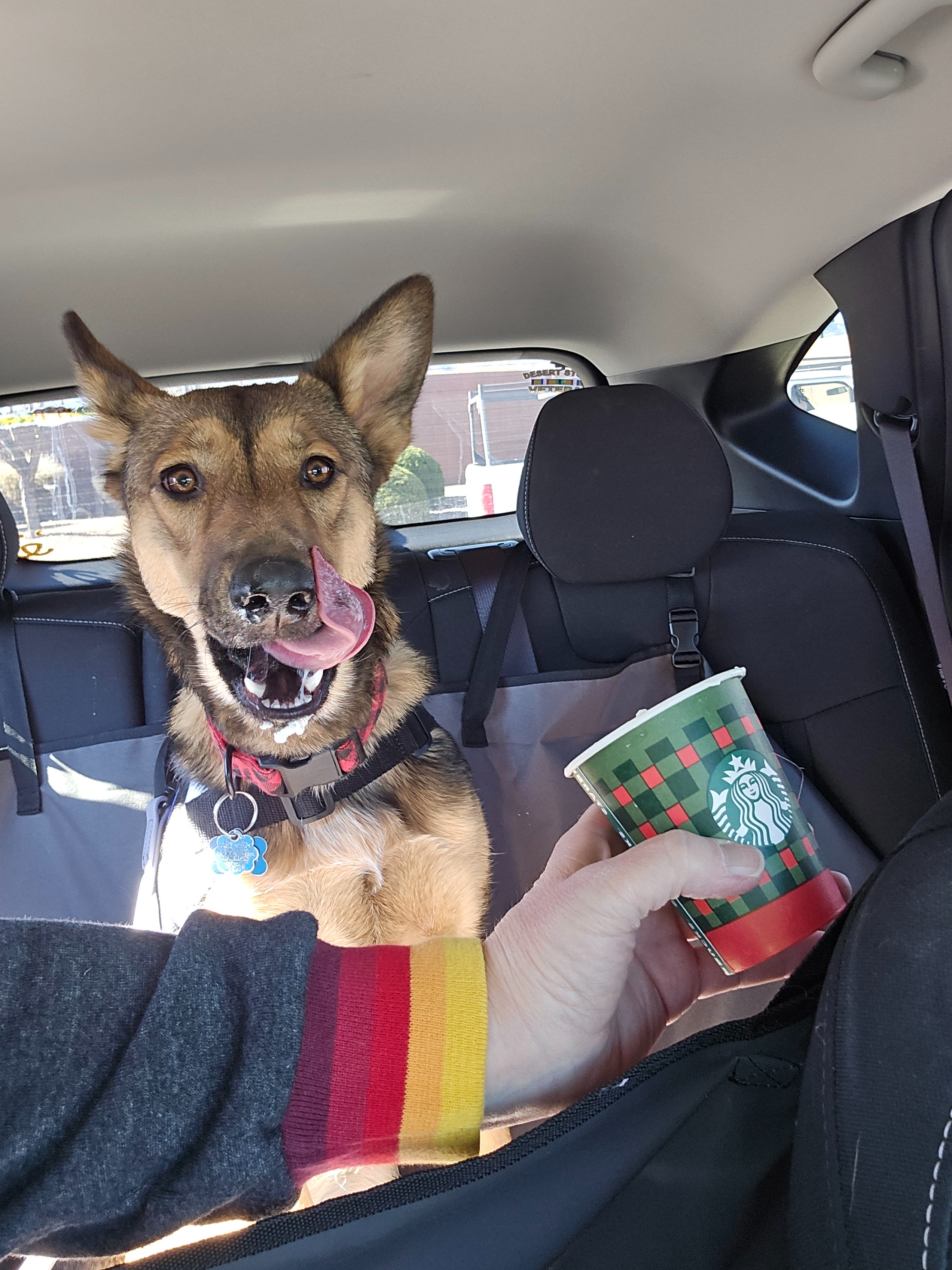 Fundraiser by Karen Wall : A Miracle for Helga: Help with Vet Costs