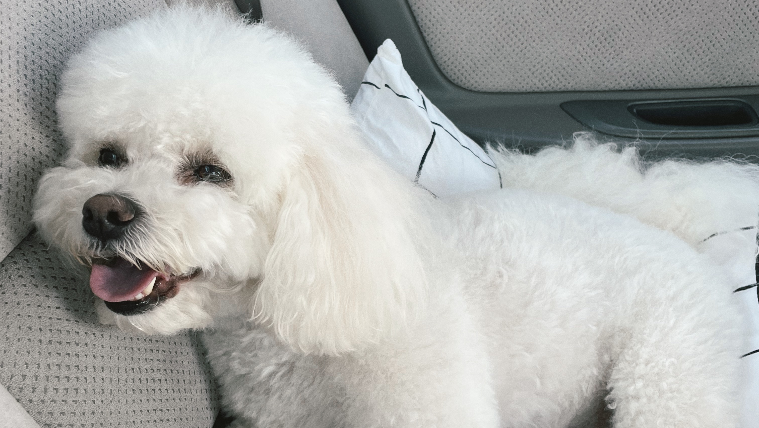 Fundraiser by Delilah Collings : Help Delilah's Dog Get the Surgery He ...