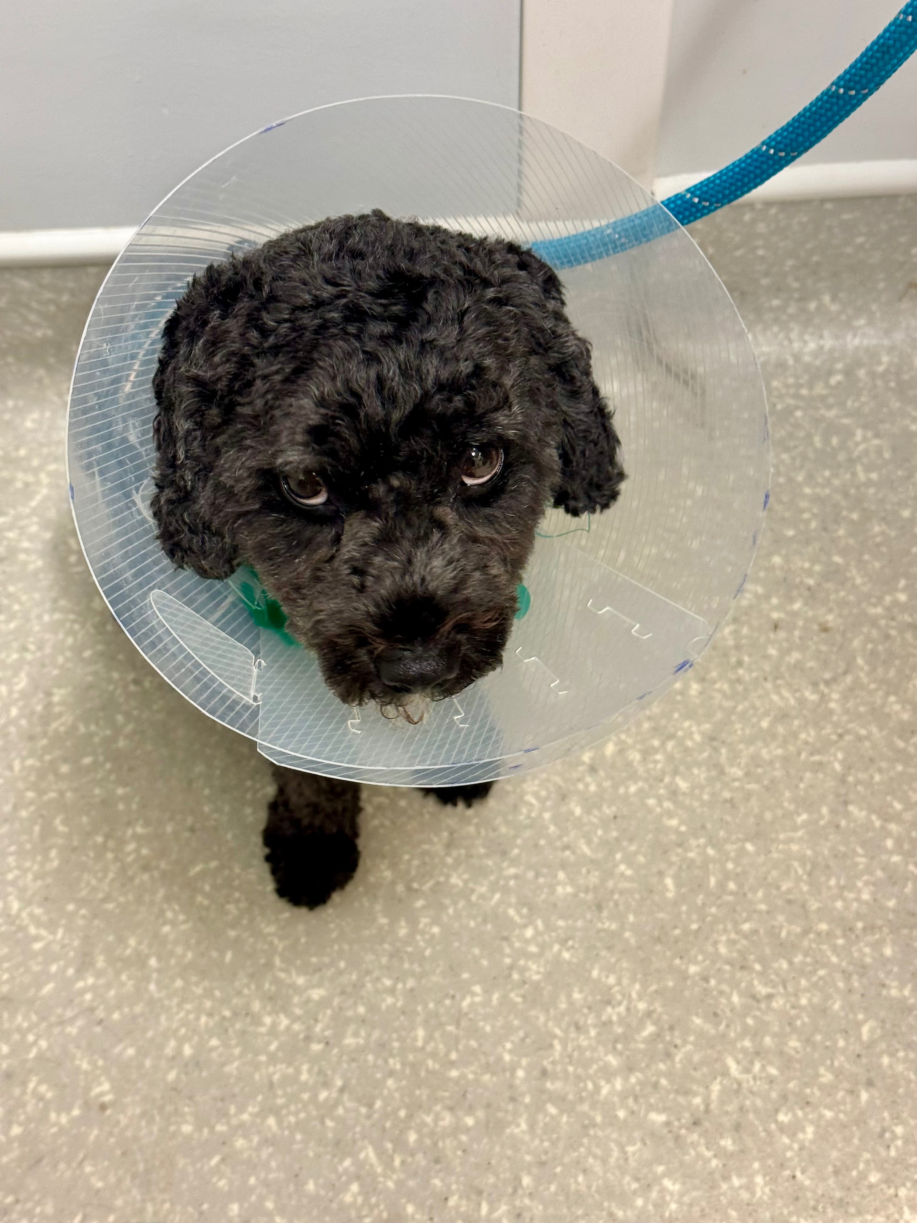 Fundraiser by Carol Pontin : Previously neglected pup needs life saving ...