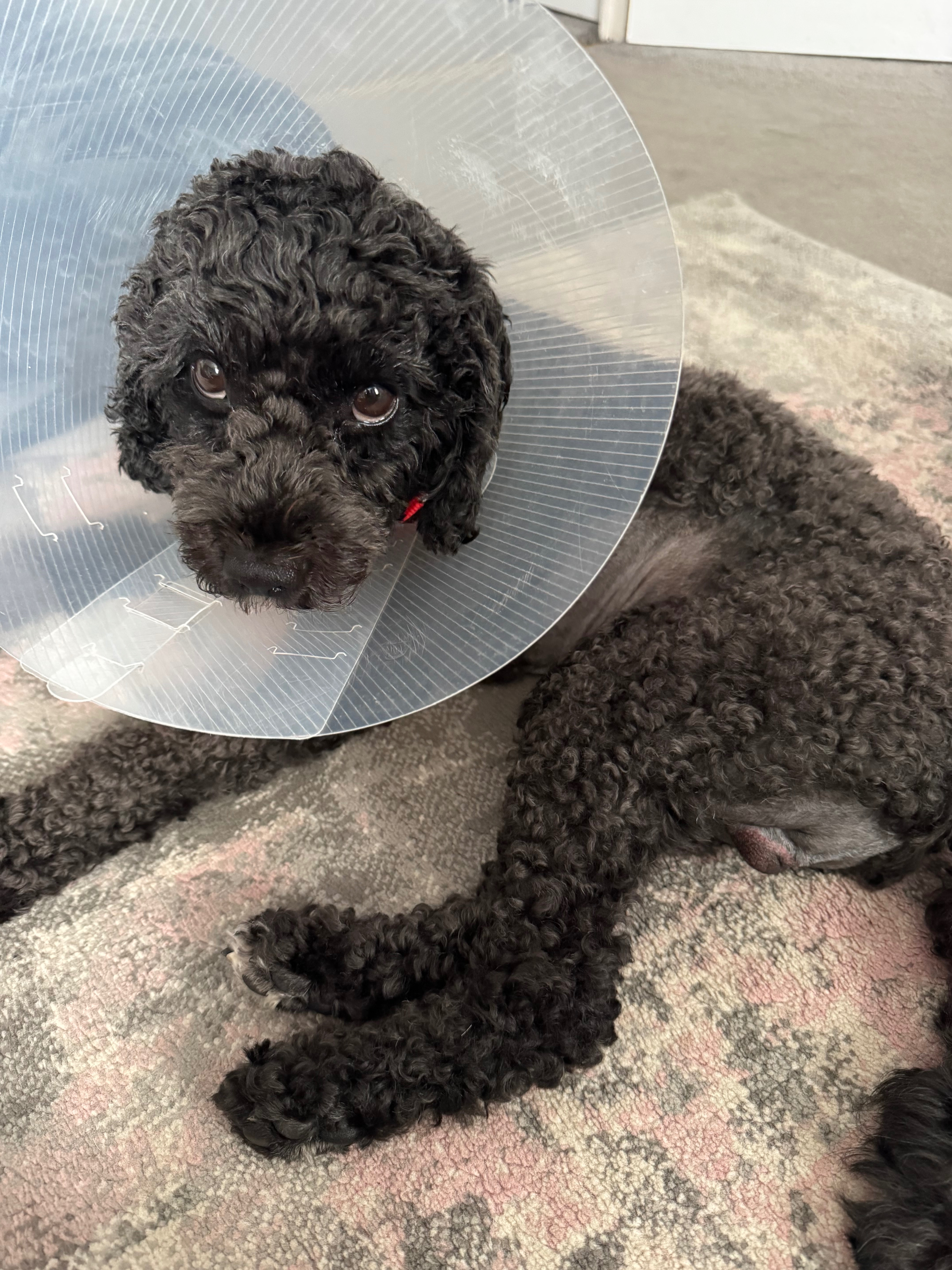 Fundraiser by Carol Pontin : Previously neglected pup needs life saving ...