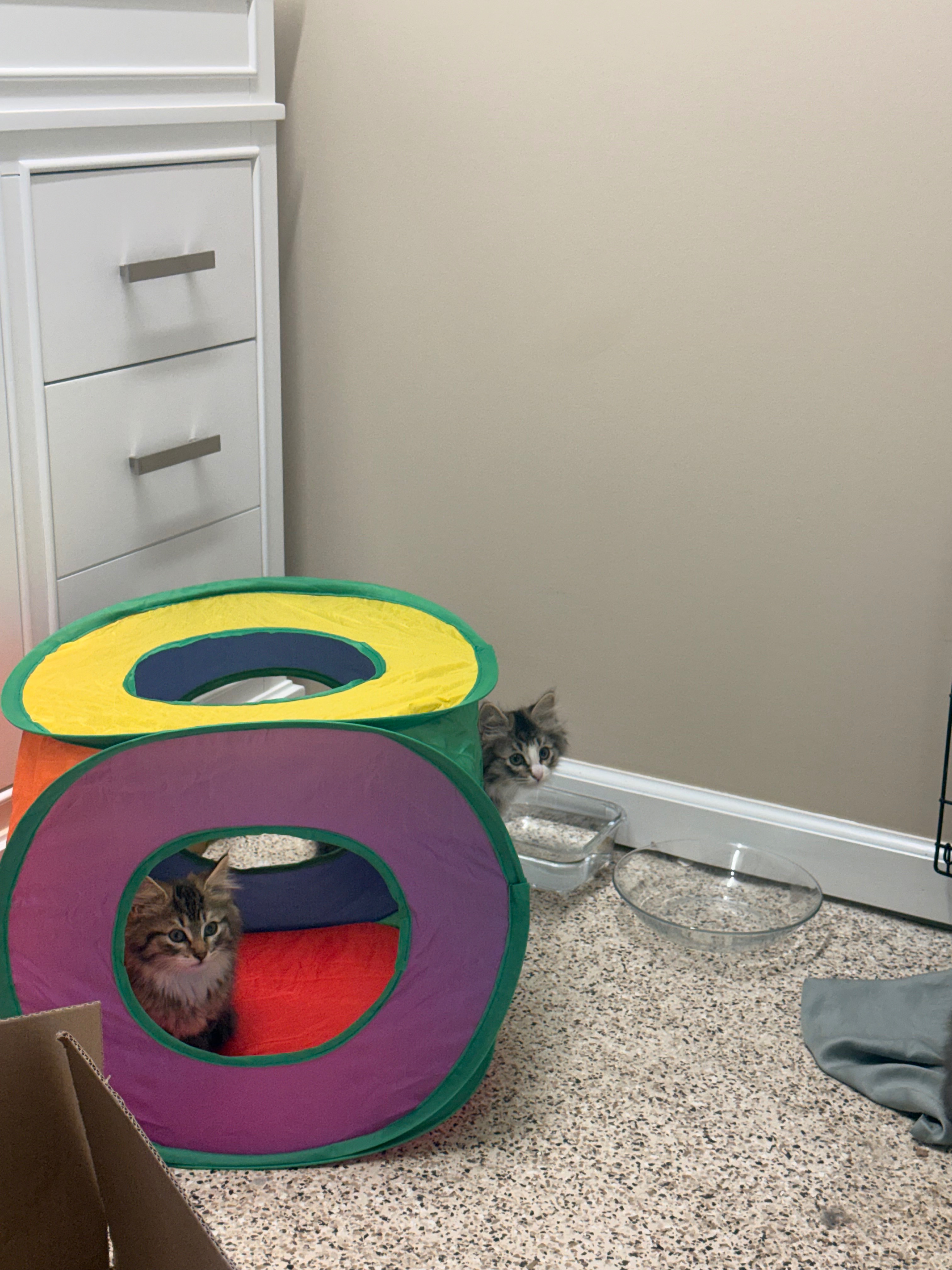 Fundraiser by Lauren Porte : Help Stray Porch Kitties Get Heath and Care