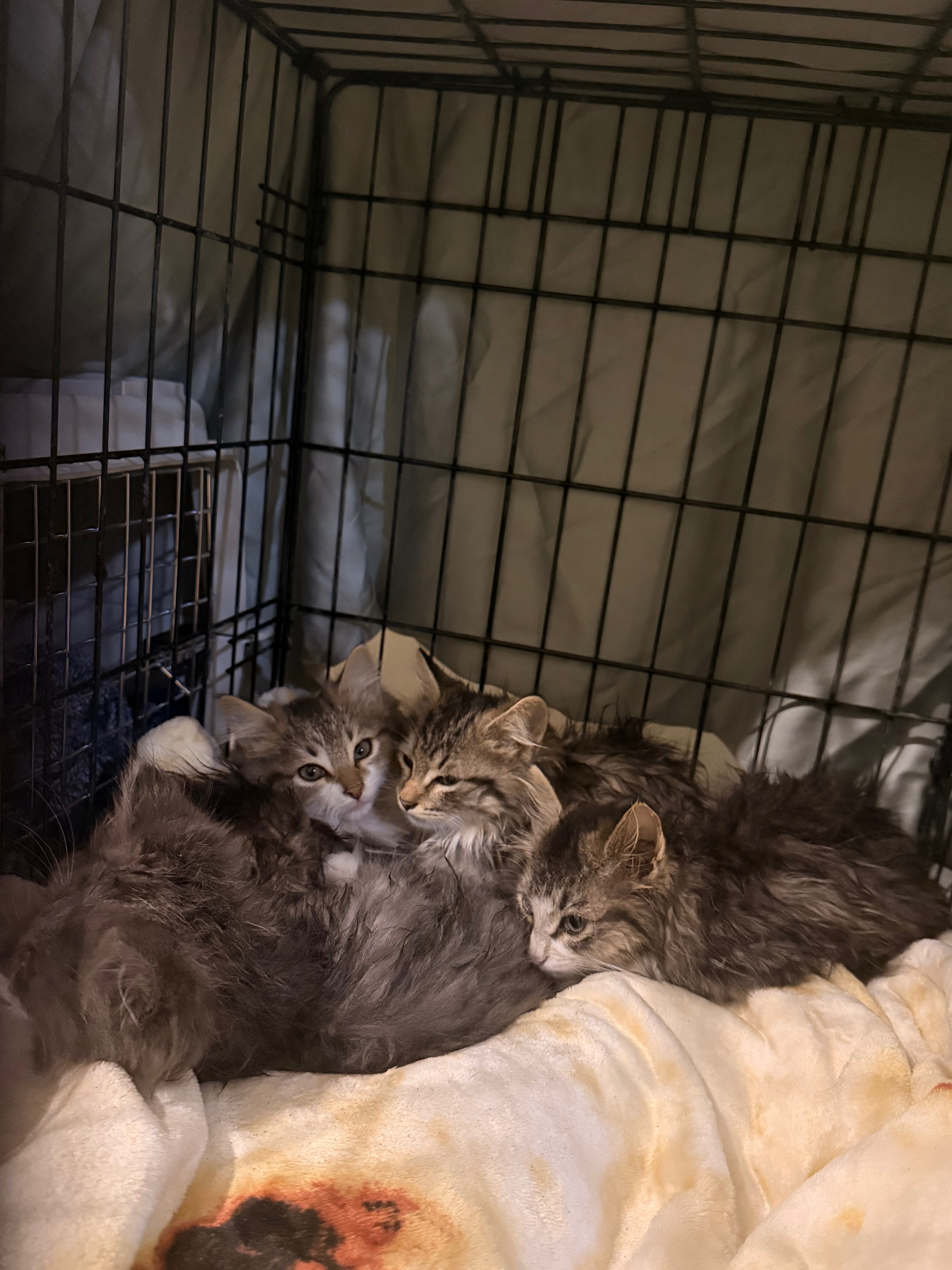 Fundraiser by Lauren Porte : Help Stray Porch Kitties Get Heath and Care