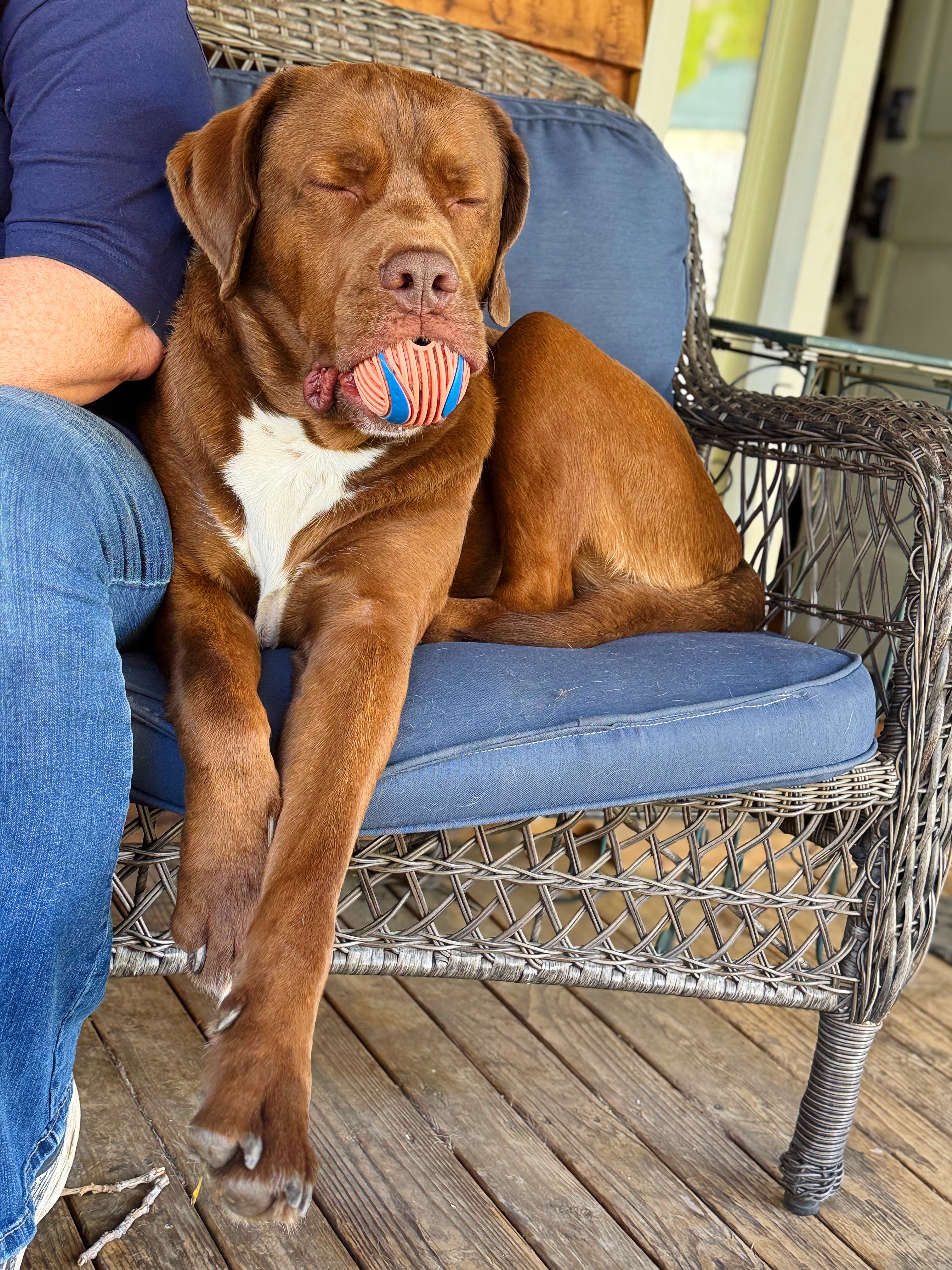 Fundraiser by Shadyn Petit : Help Us Give Waylon More Time