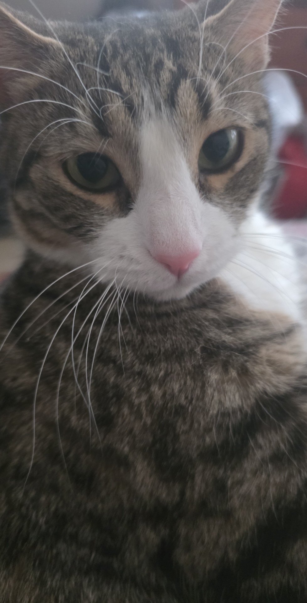 Fundraiser by Edward Oros : Help Edward Keep His Home, Car, and Cats