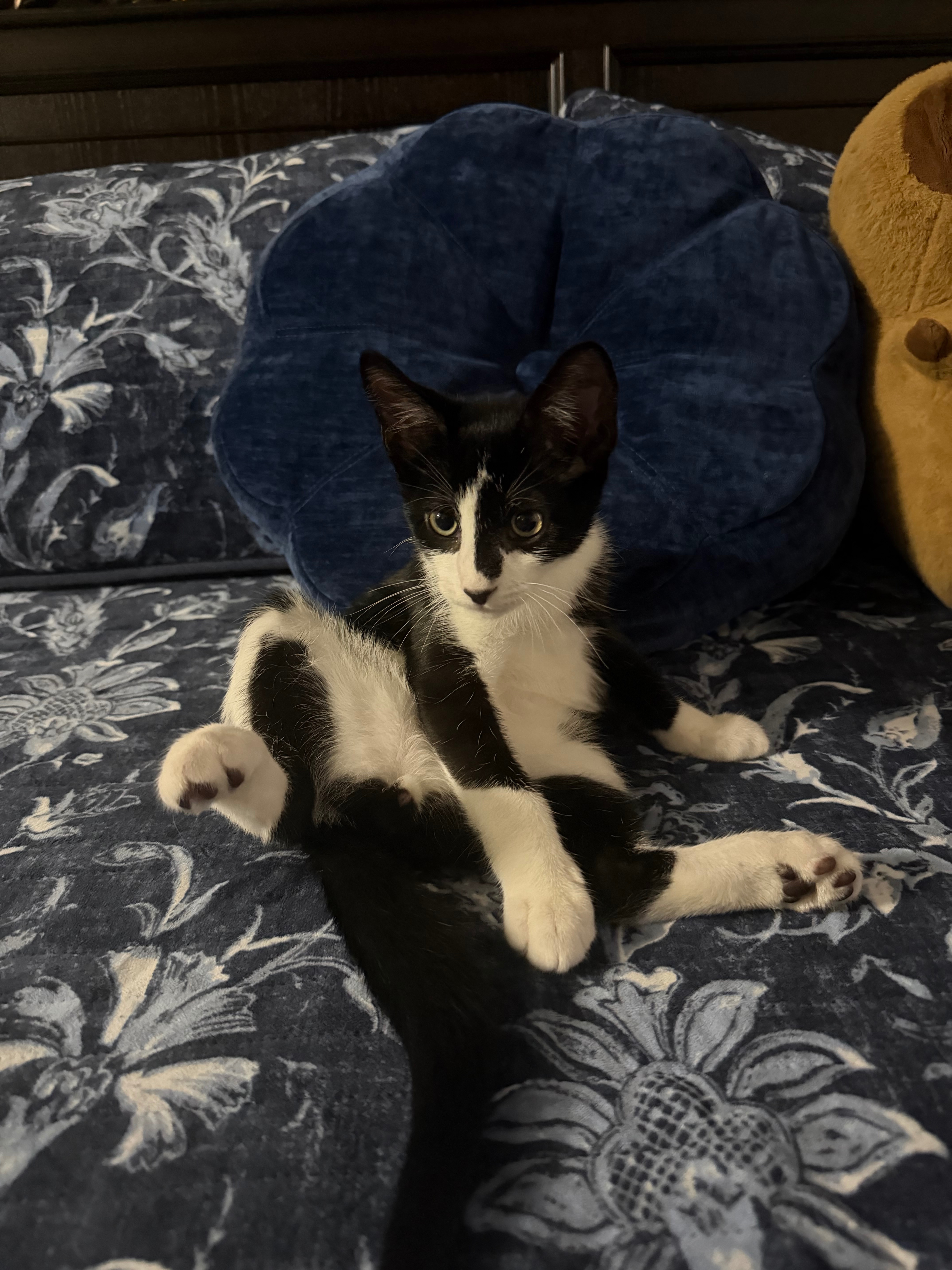 Fundraiser by Gleydi Estrada : Help My 3-Month-Old Pet Recover After ...