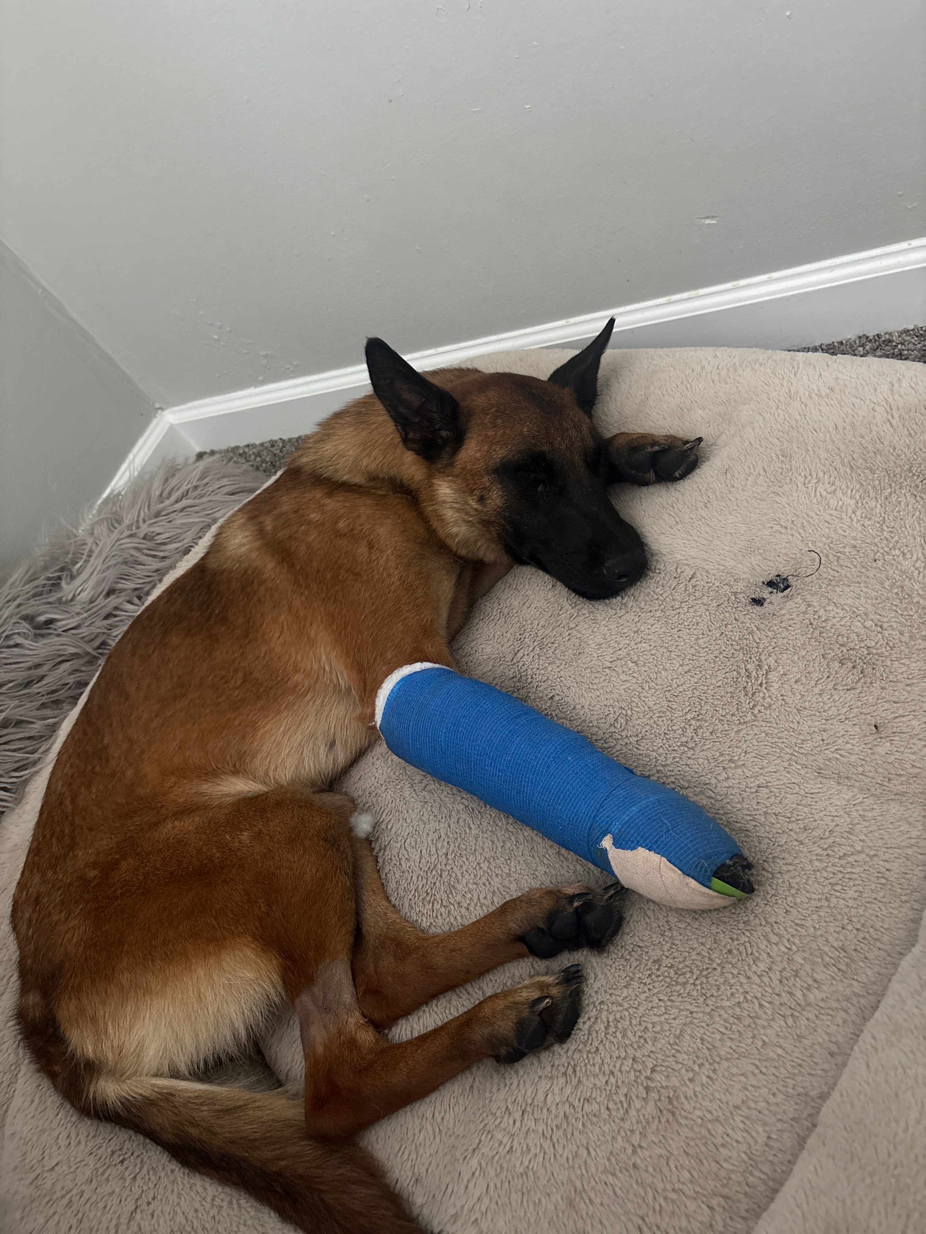 Fundraiser by Rylee Hager : Help Us Care for the Injured Dog We Rescued