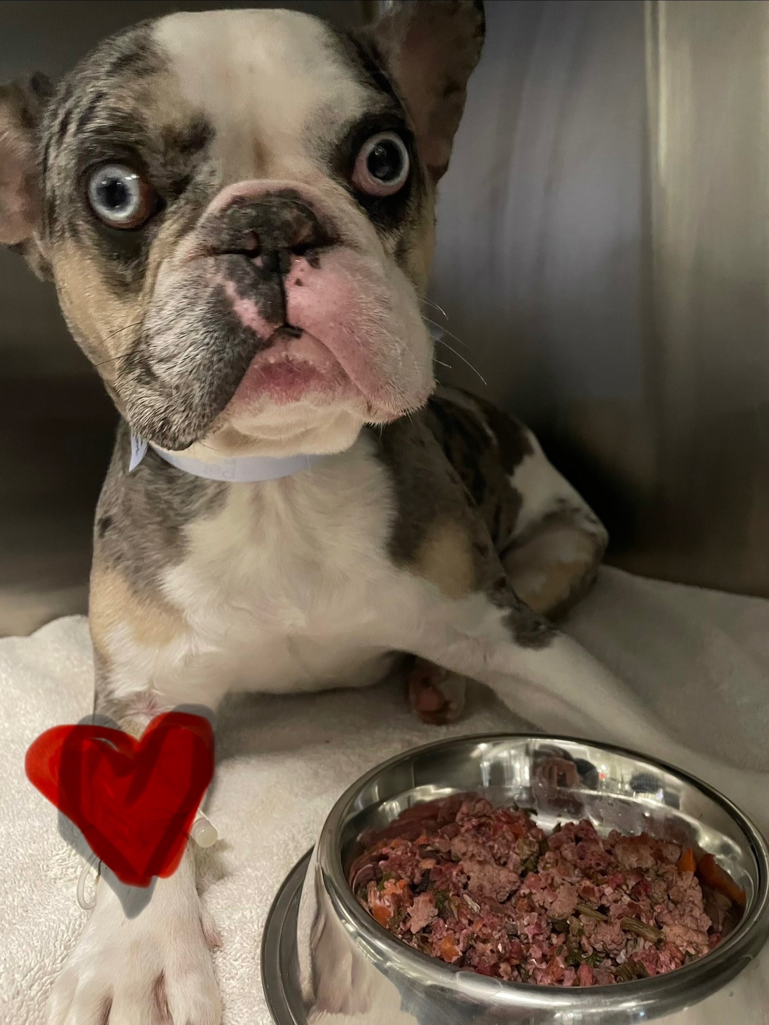 Fundraiser by Francesca Dannunzio : Help Frankie Blue Eyes get back on ...
