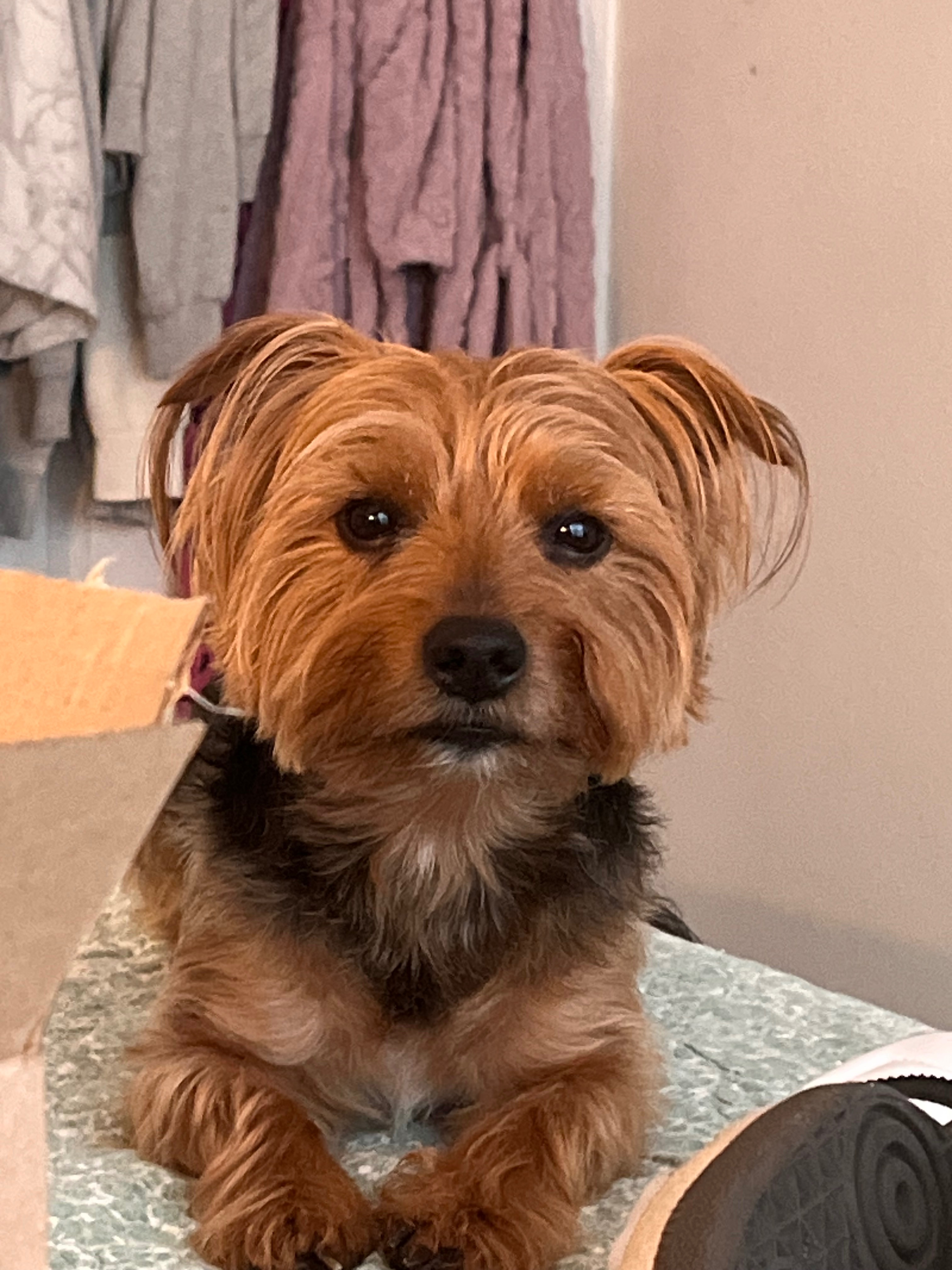 Fundraiser by Mikaeli Sanchez : Help Save My Dog's Life