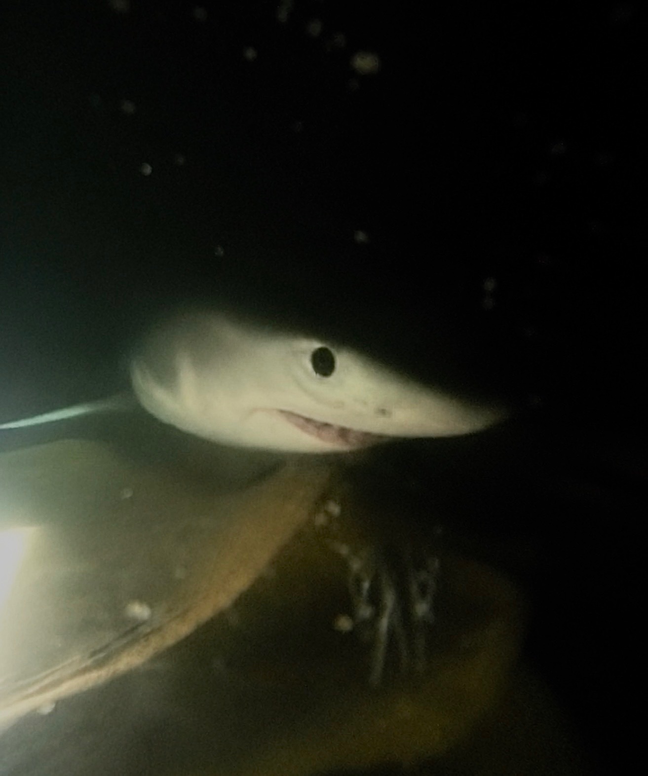 Fundraiser by Hunter shark jaw Restoration : Shark bite resistant ...