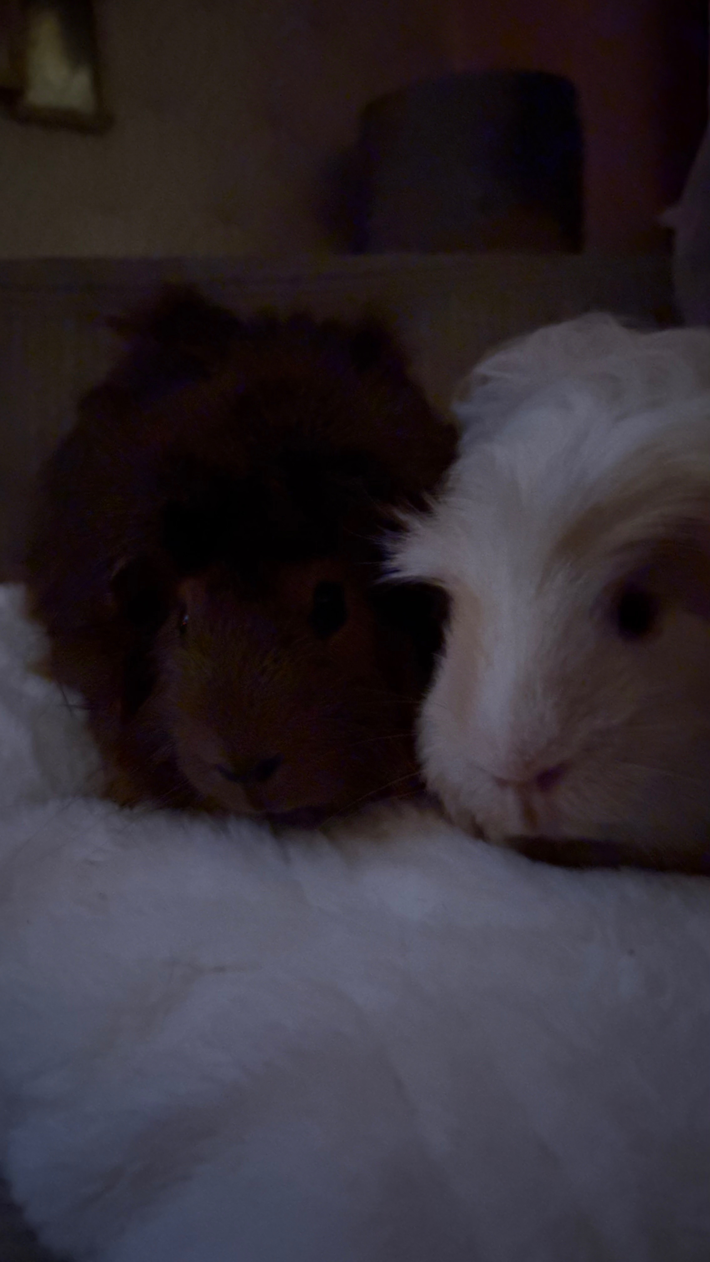 Fundraiser by Isabella Dodds : Guinea pig teeth surgery