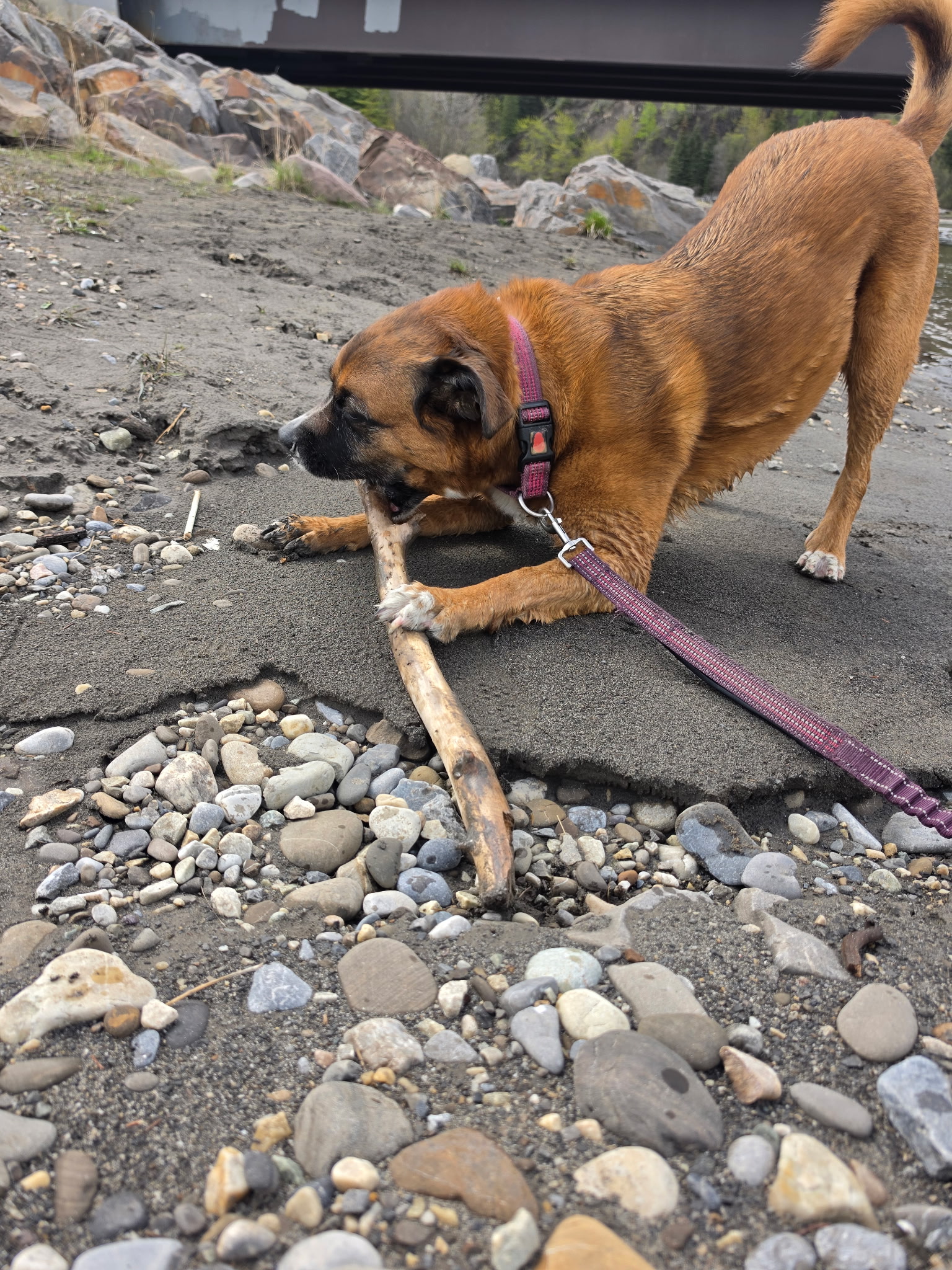 Fundraiser by Emily Lapointe : Help Leia Get the Surgery She Needs