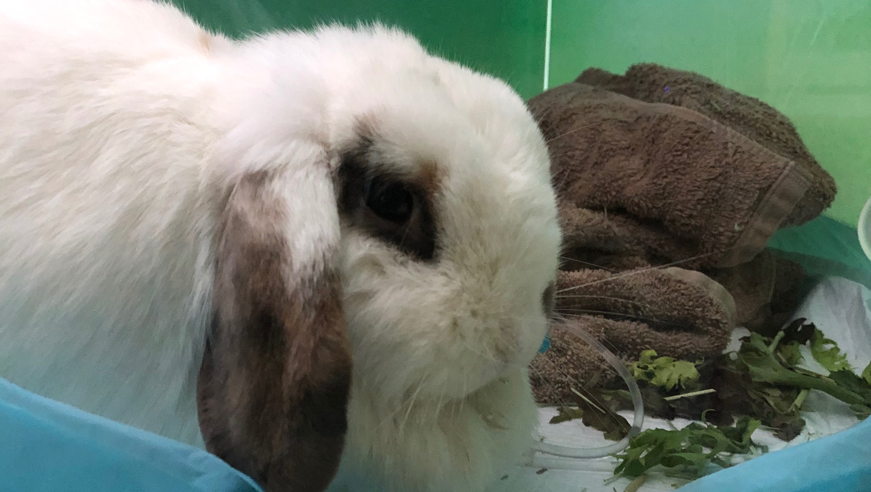 Fundraiser by Paul Joyce : Help Lola Recover from GI Stasis Surgery