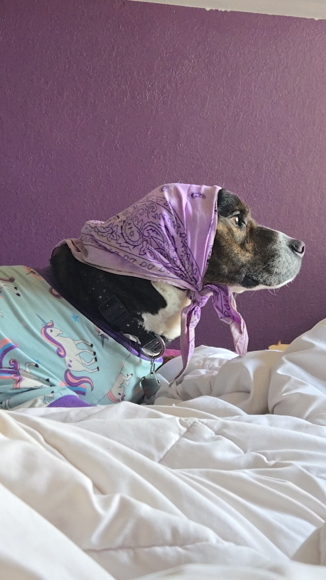 Fundraiser by Bree Kinnander : Support Athena’s Surgery for a Happy Life