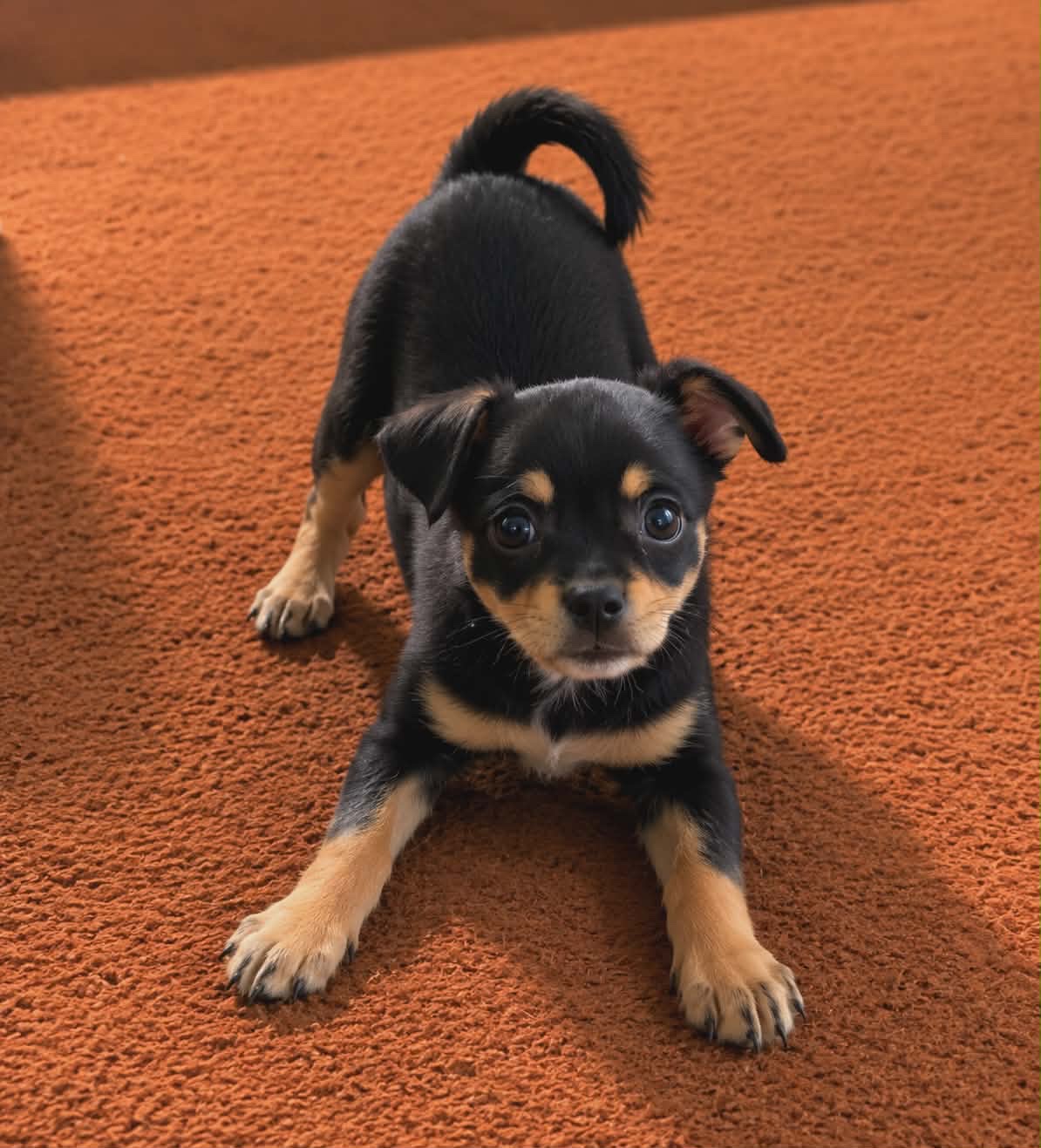 Fundraiser by Michelle McCarty : Help Our Pup Get Surgery for Her ...