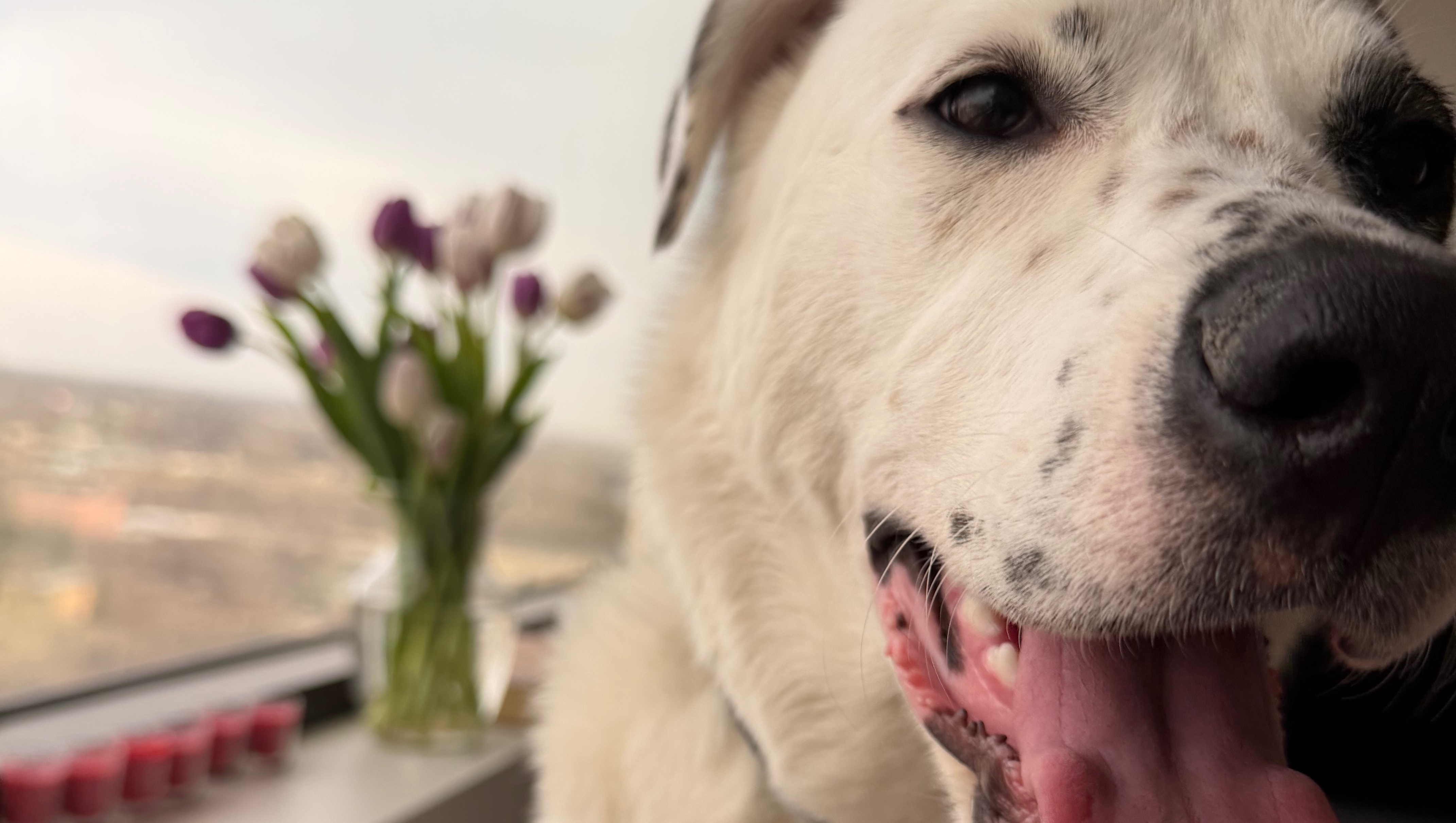 Fundraiser by Kateryna Demchuk : Help Save Bessie Before Her 1st Birthday ️