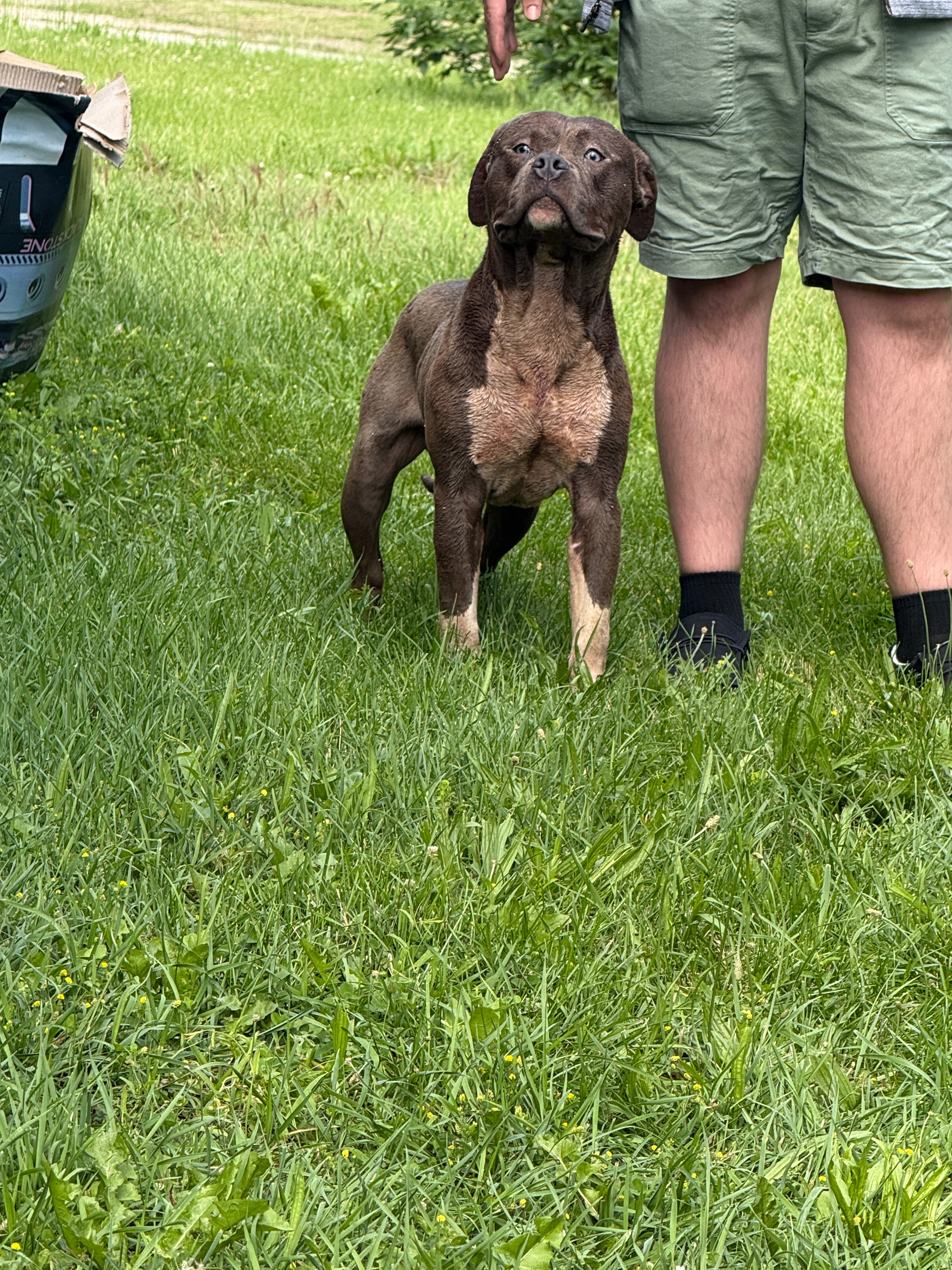 Fundraiser by Darion Noles : Support Vet Care for Our Rescued Furry Friend