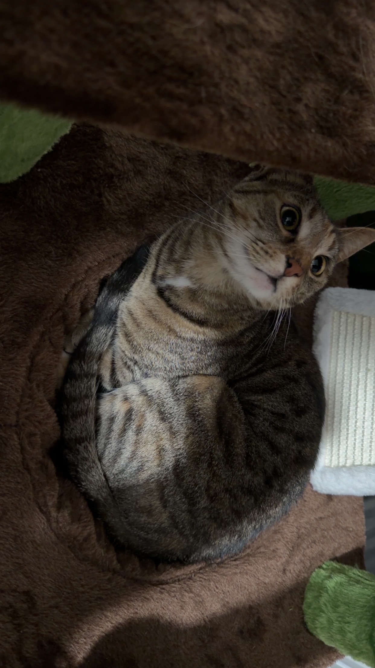 Fundraiser by Goth Pimp : Help My Three Cats Breathe Easy