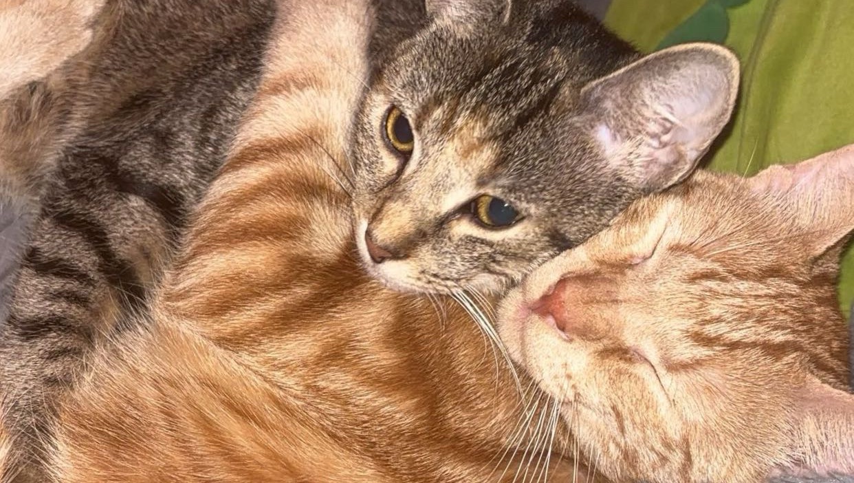 Fundraiser by Goth Pimp : Help My Three Cats Breathe Easy