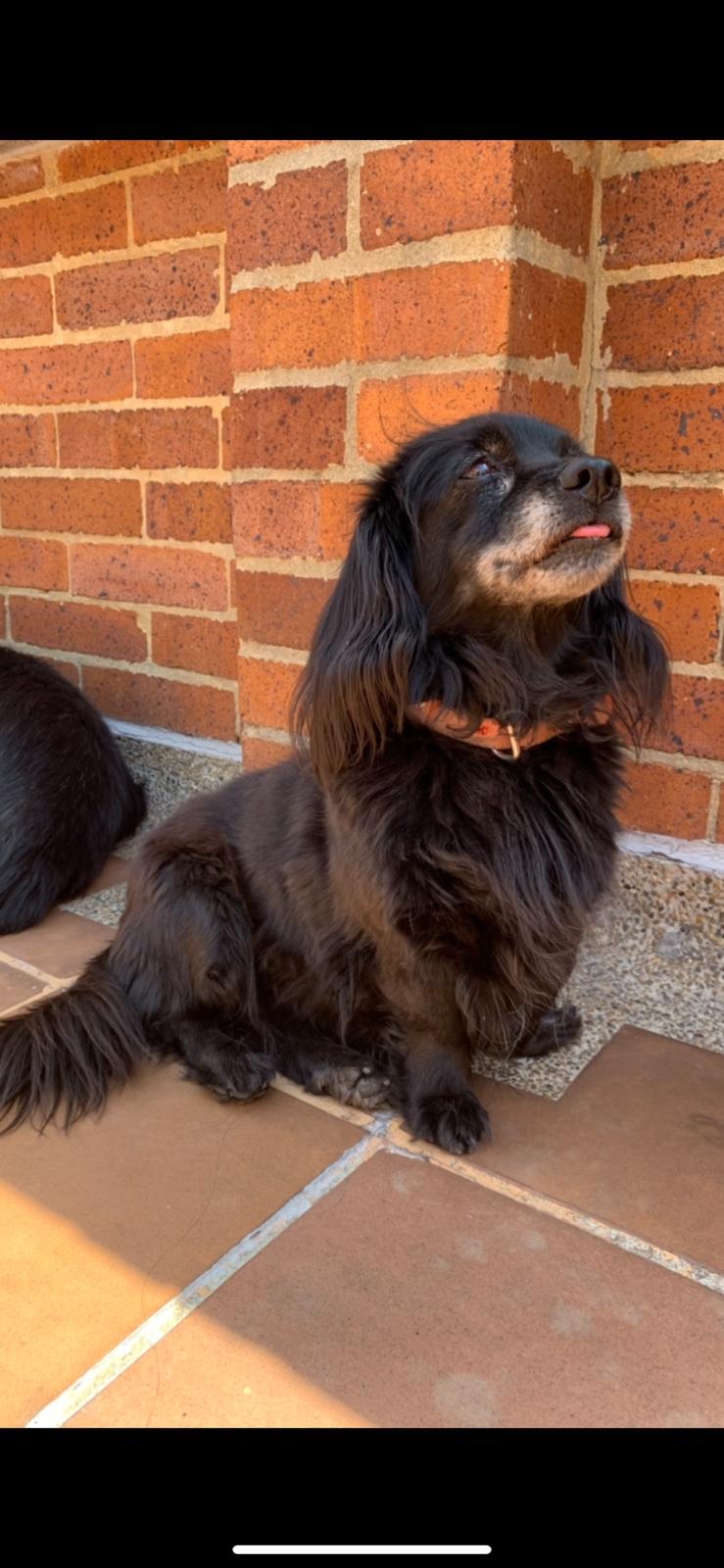 Fundraiser by Maria Paula Pacheco : Help Save Bella’s Life with ...