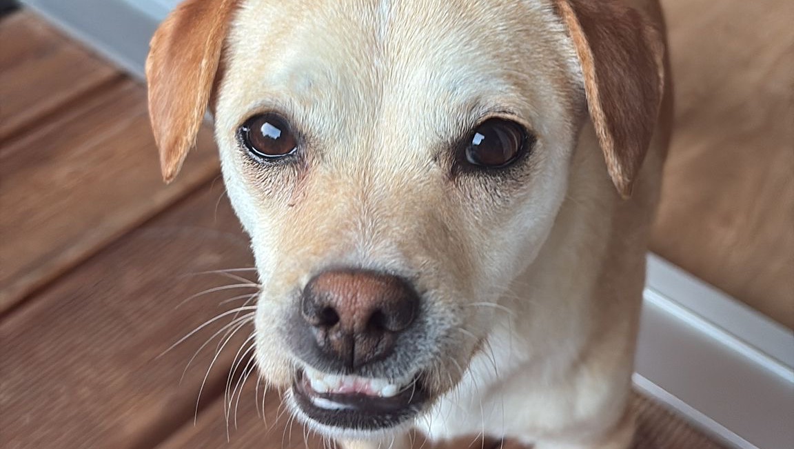 Fundraiser by Aline Fischer : Ein kleines Wunder namens Cleo