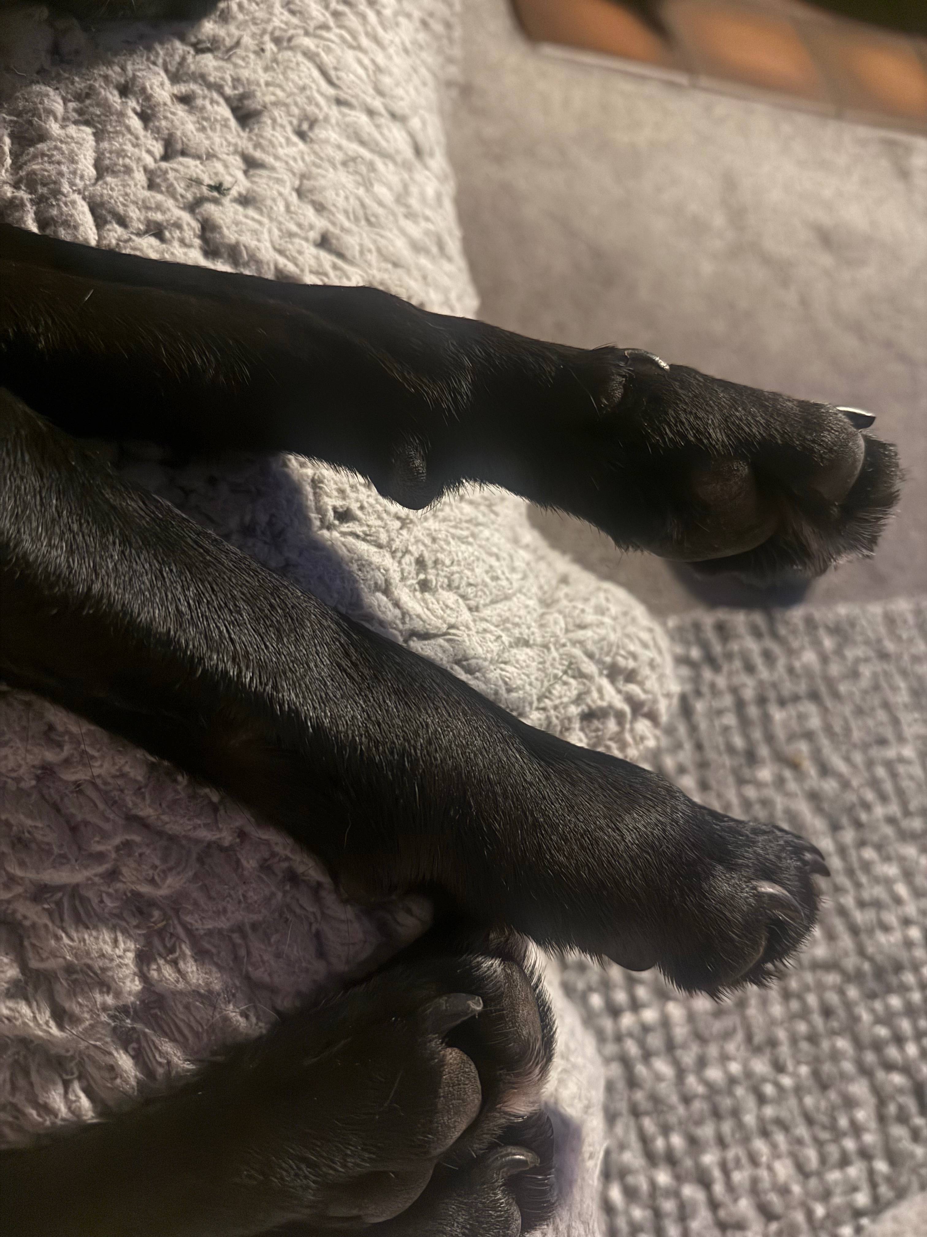 Fundraiser by Sabina Clews : Miss Wicca dog after an accident to her paw