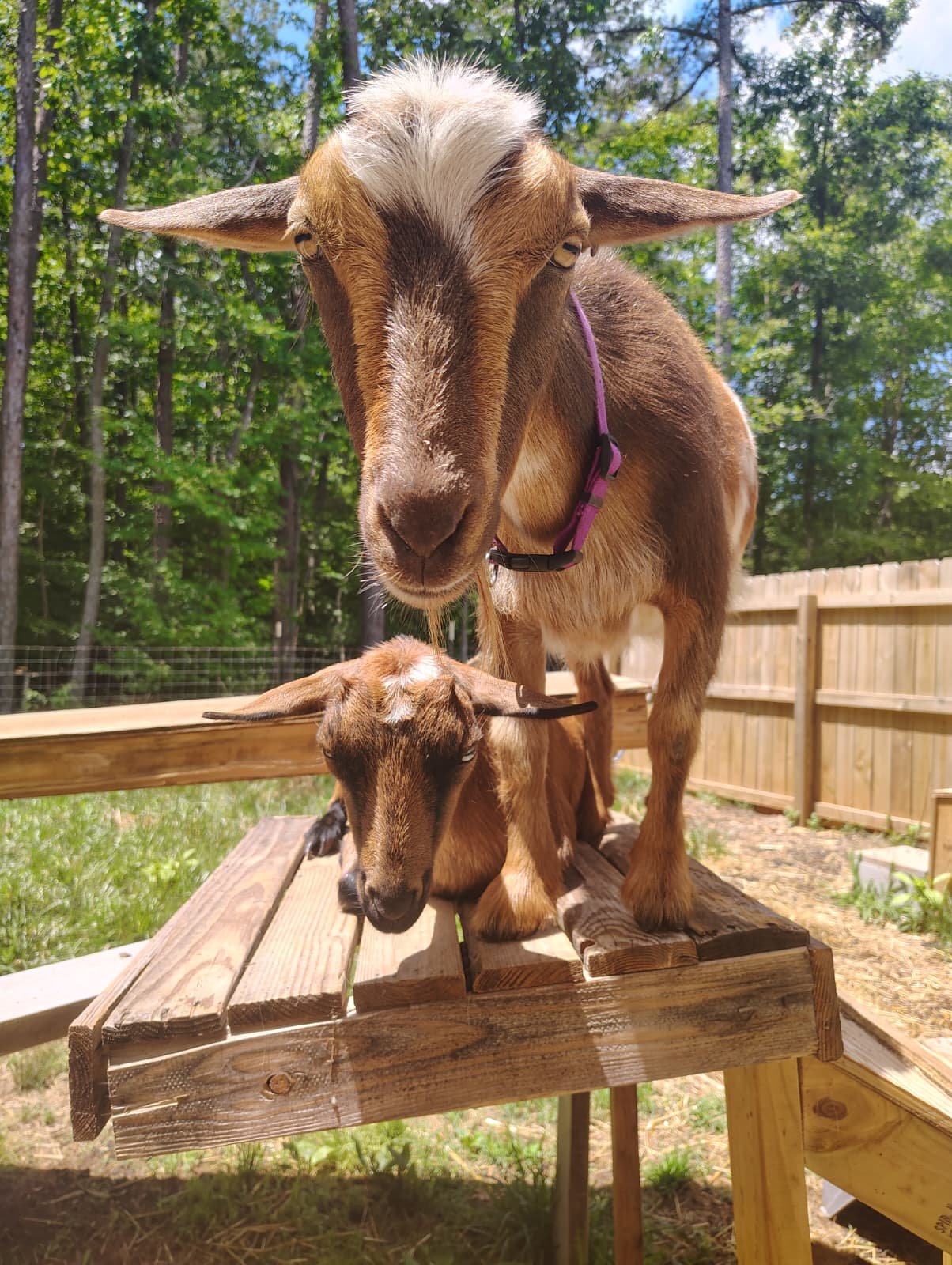 Fundraiser by Stacie Peirce : Birthday Fundraiser for Stacie’s Animal ...