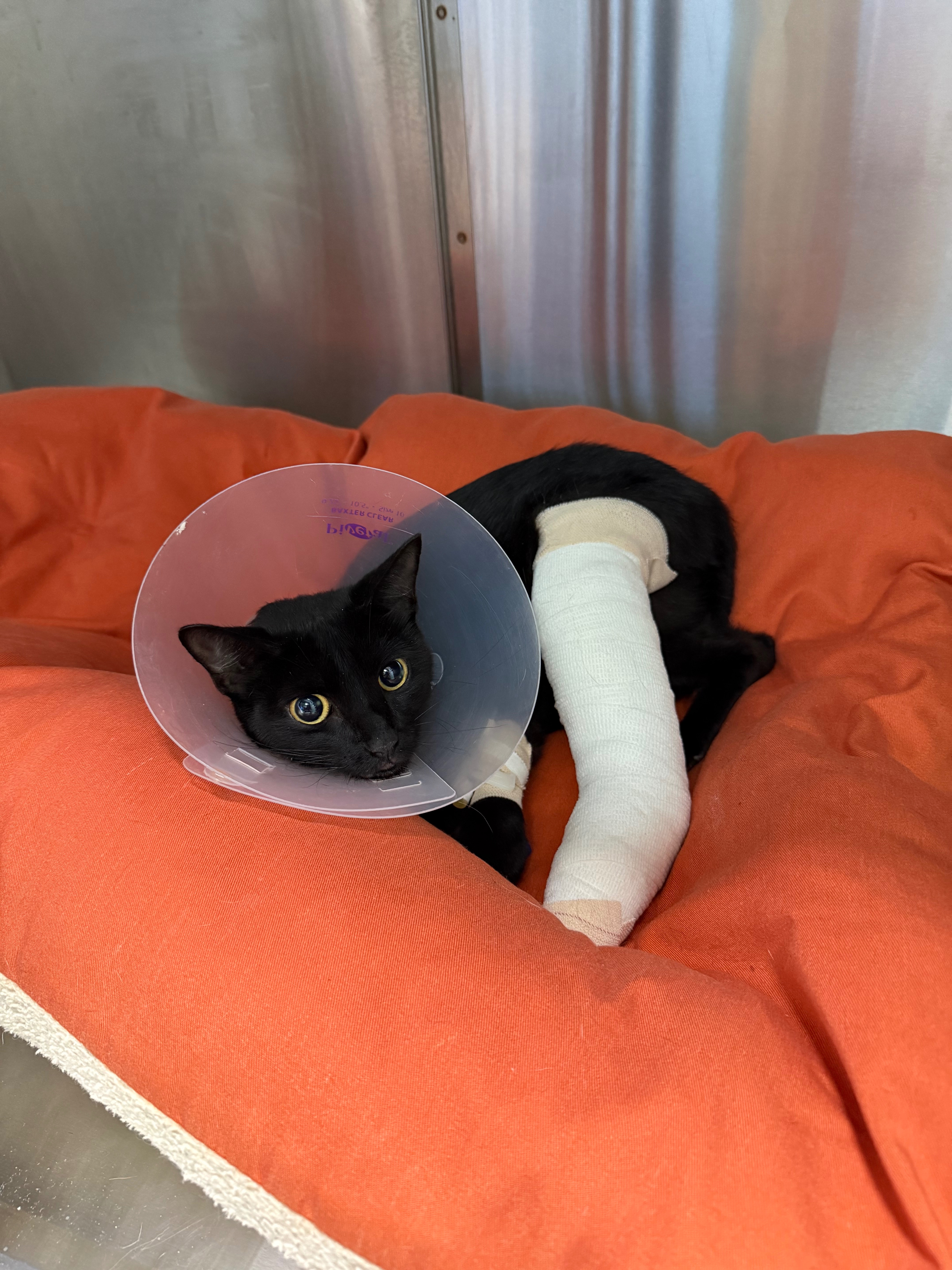 Fundraiser by Allison McCourt : Help Save a Sweet Stray Cat’s Life