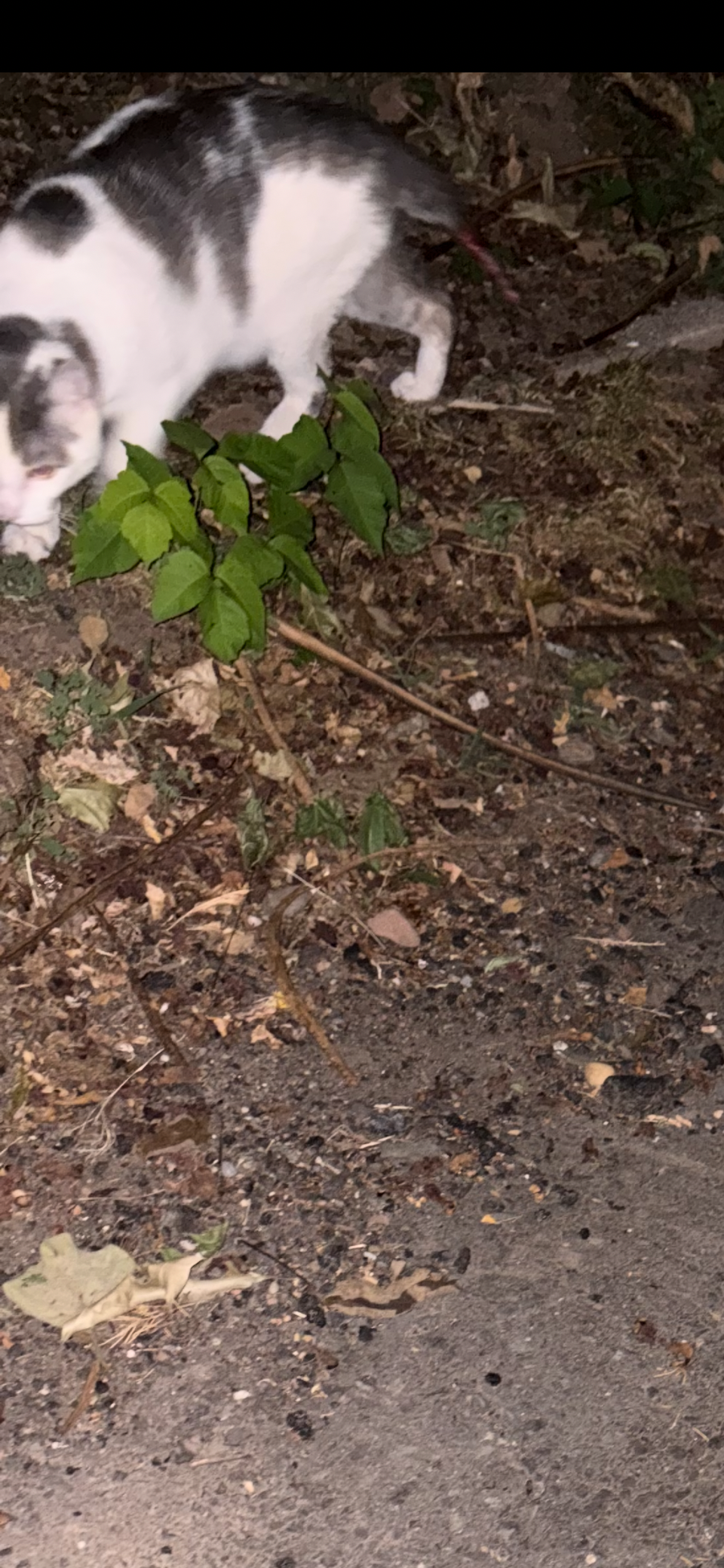 Fundraiser by Corinne Waknine : Help Injured Cat & TNR Local Community Cats