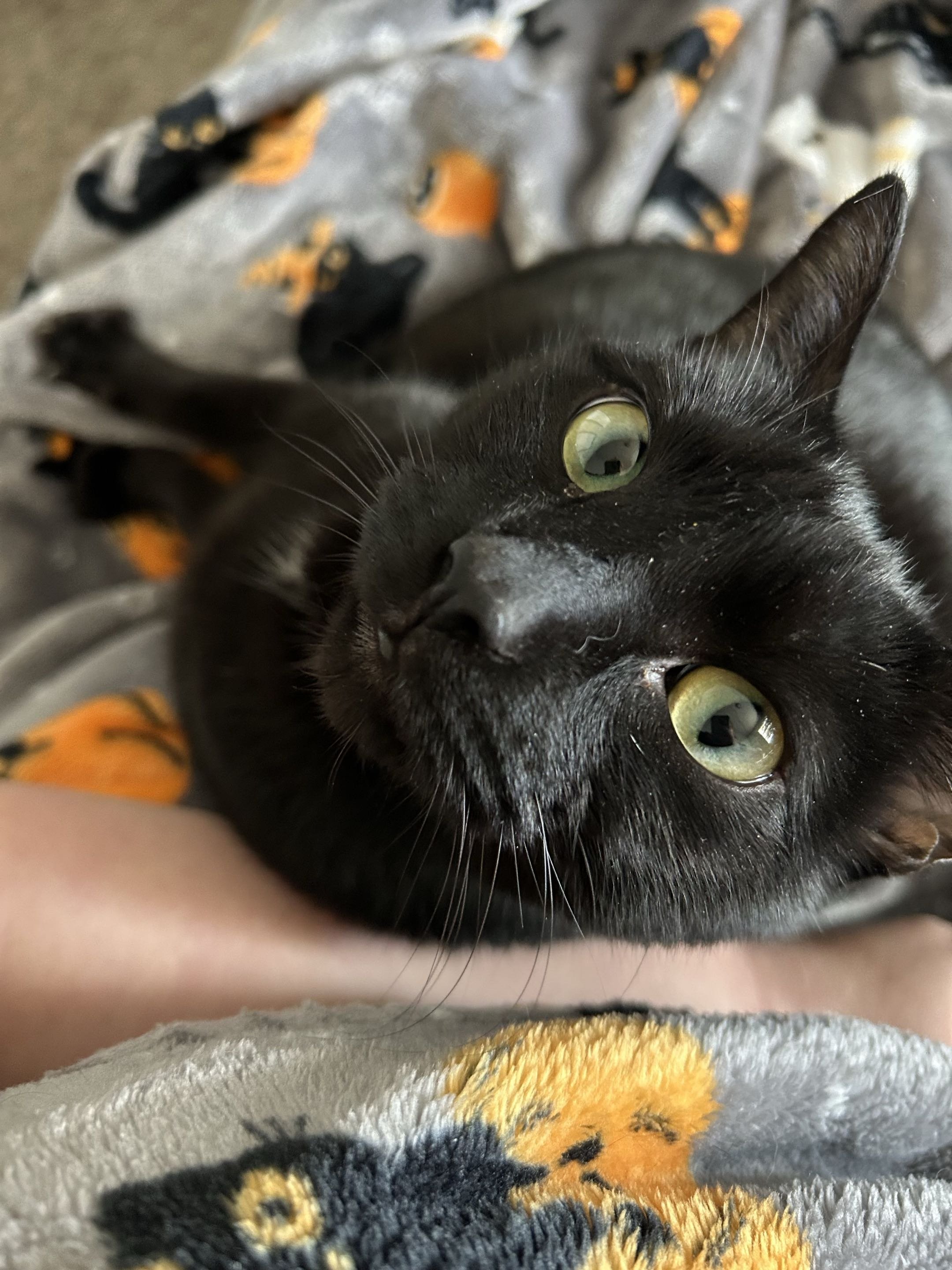 Fundraiser by Logan O'Sullivan : Help Oliver Get Life-Saving Surgery