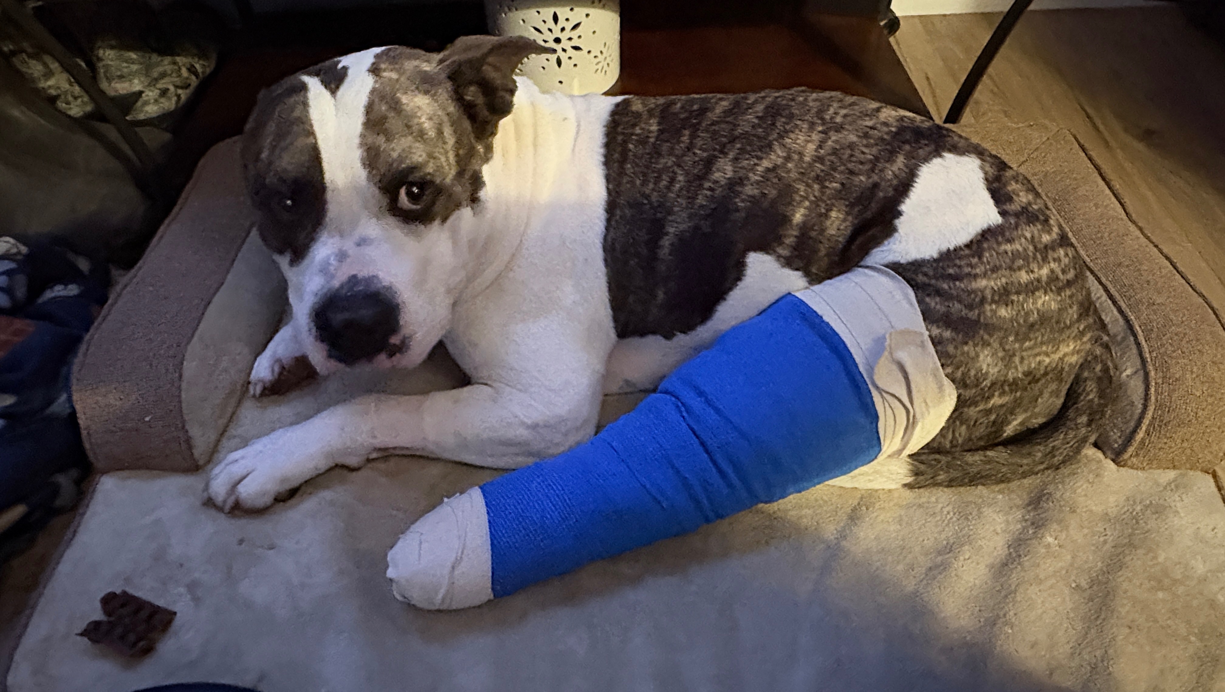 Fundraiser by Valerie Lively : Help My Dog Recover from Emergency Surgery