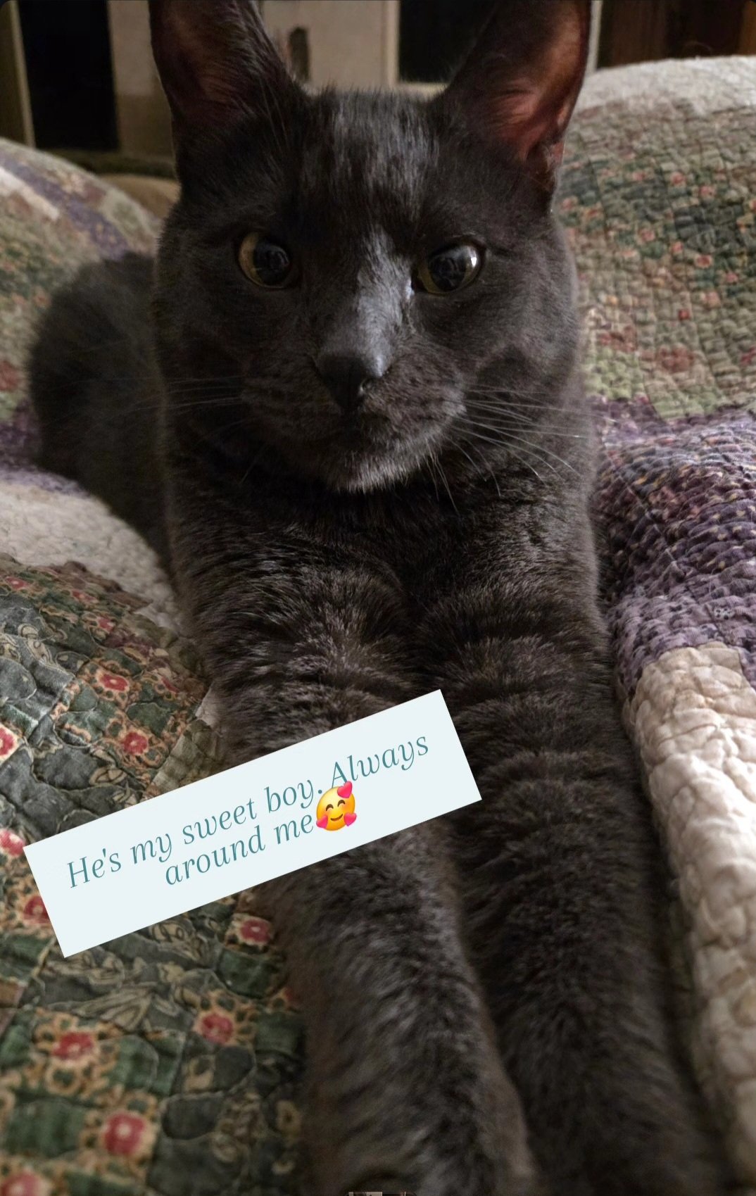 Fundraiser by Jessica H : Help Smokey Heal with Extended Vet Care