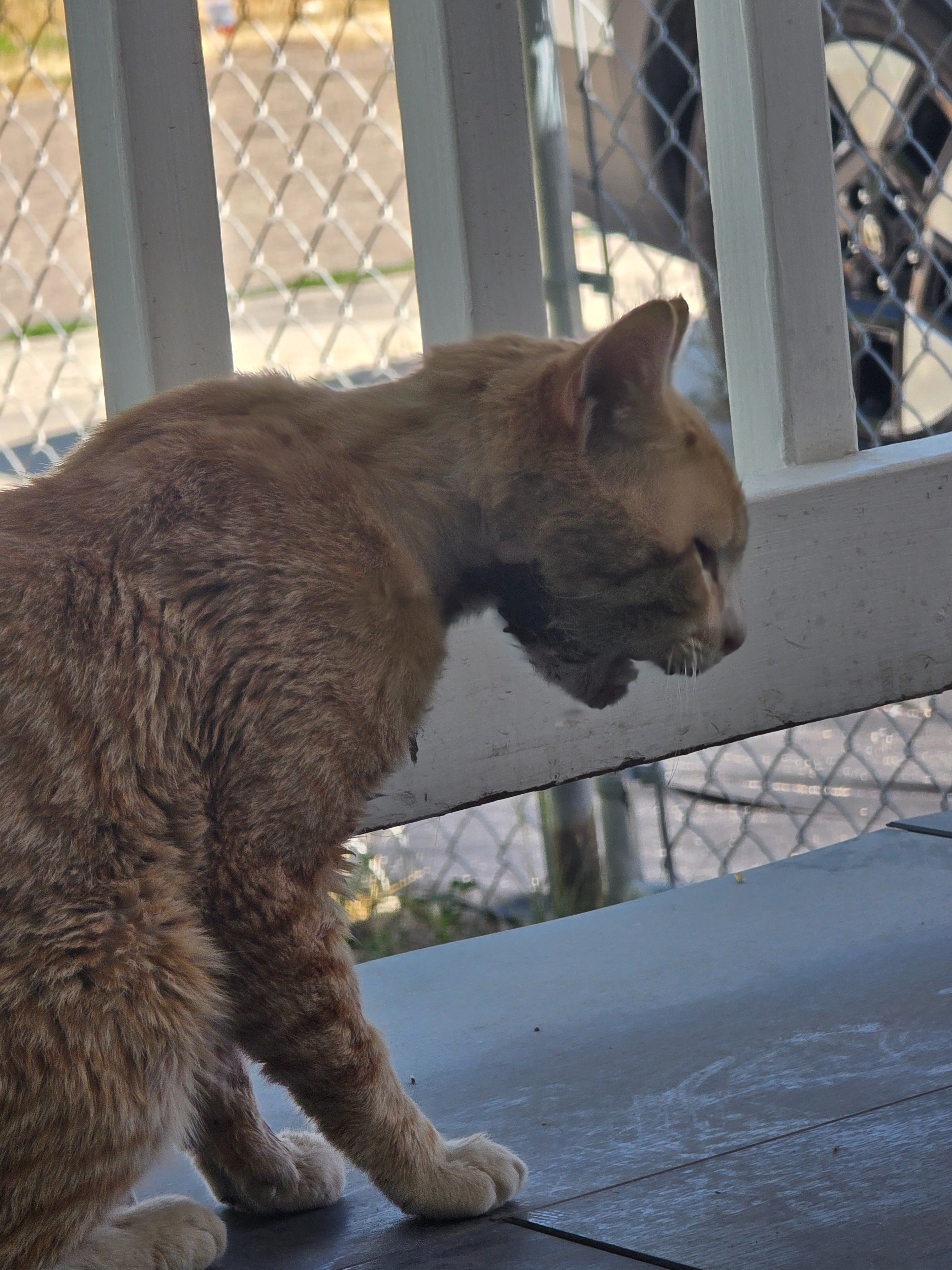 Fundraiser by Nicole Porter : Help Porch the Rescue Kitty Heal