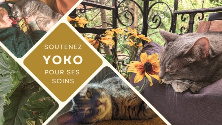Fundraiser for William L'Archevêque by Tanya Dolbec : Yoko Chirurgie