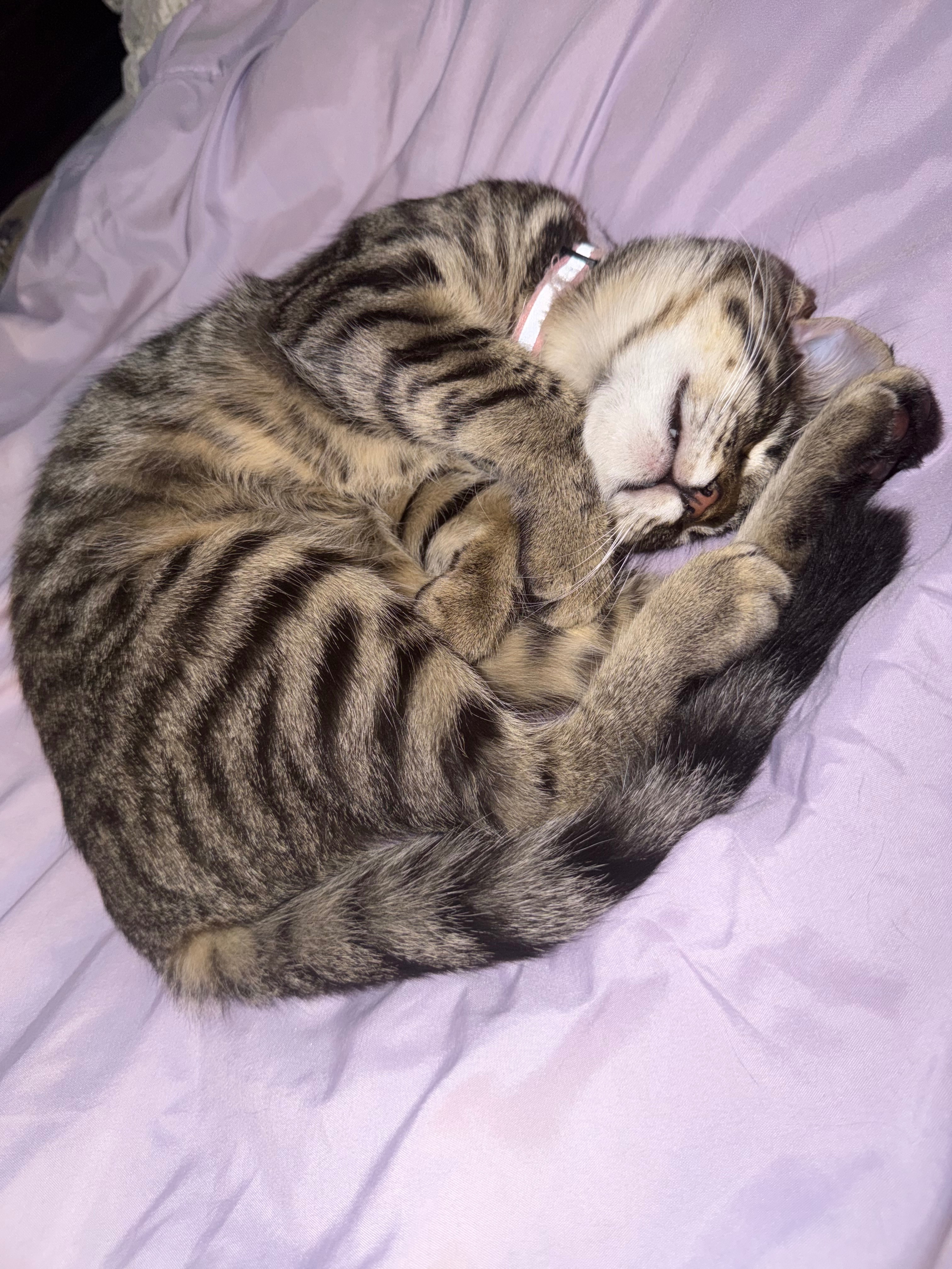 Fundraiser by Savannah Whorton : Help Bell Get the Care She Needs