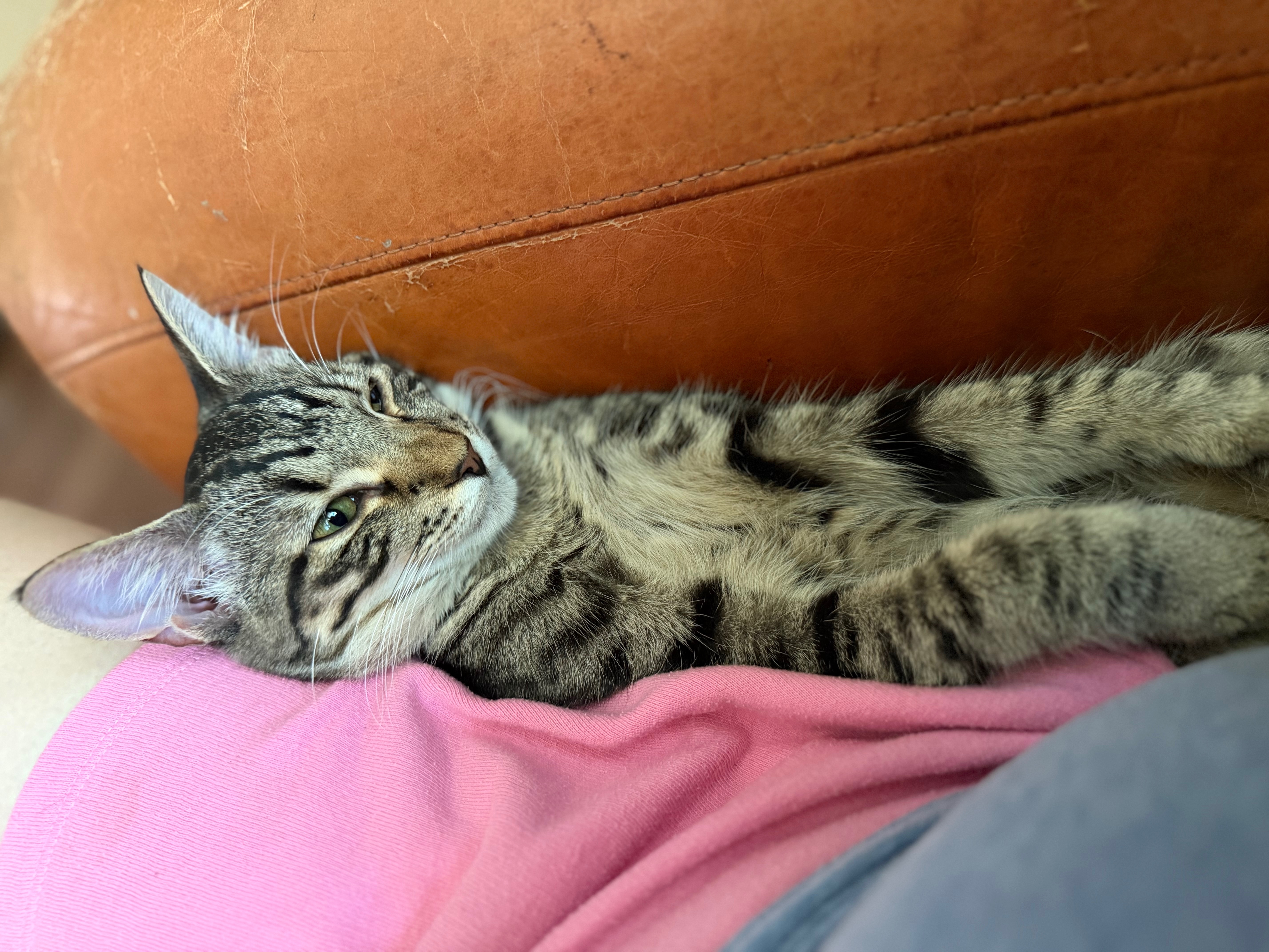 Fundraiser by Savannah Whorton : Help Bell Get the Care She Needs