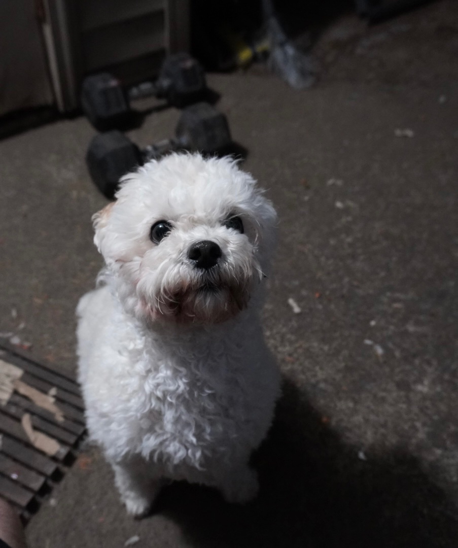 Fundraiser by Ashley Miranda : Help Nova Beans with surgery