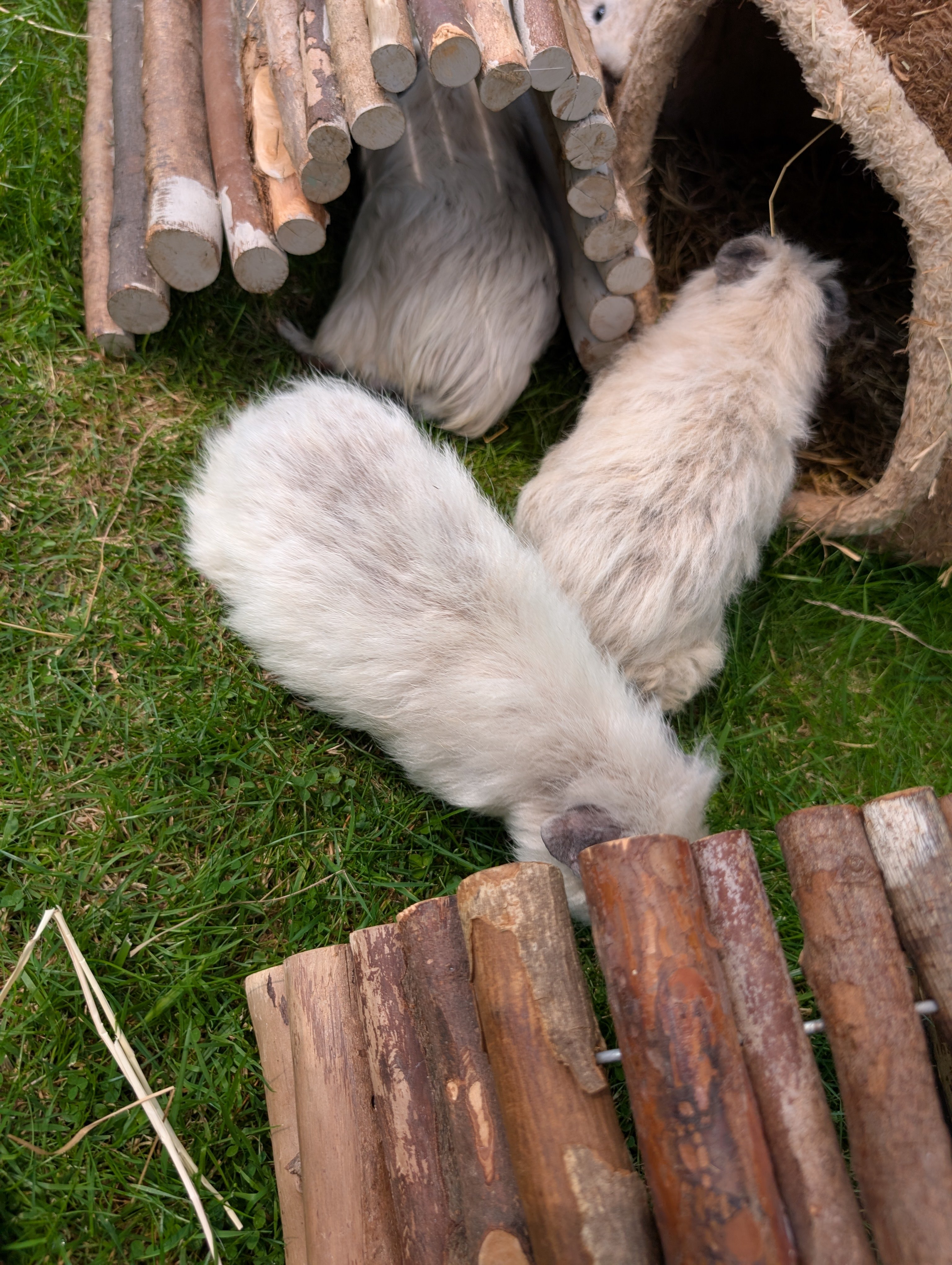 Fundraiser by Julie Burton : Help our magnificent 7 boys