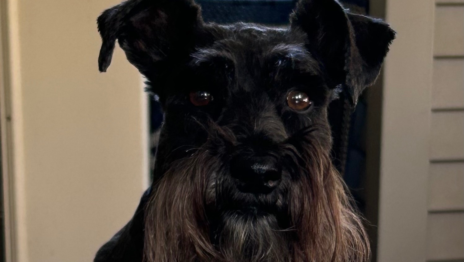 Fundraiser by Sandra Stefanich : Help with Iggy Pup’s medical bills