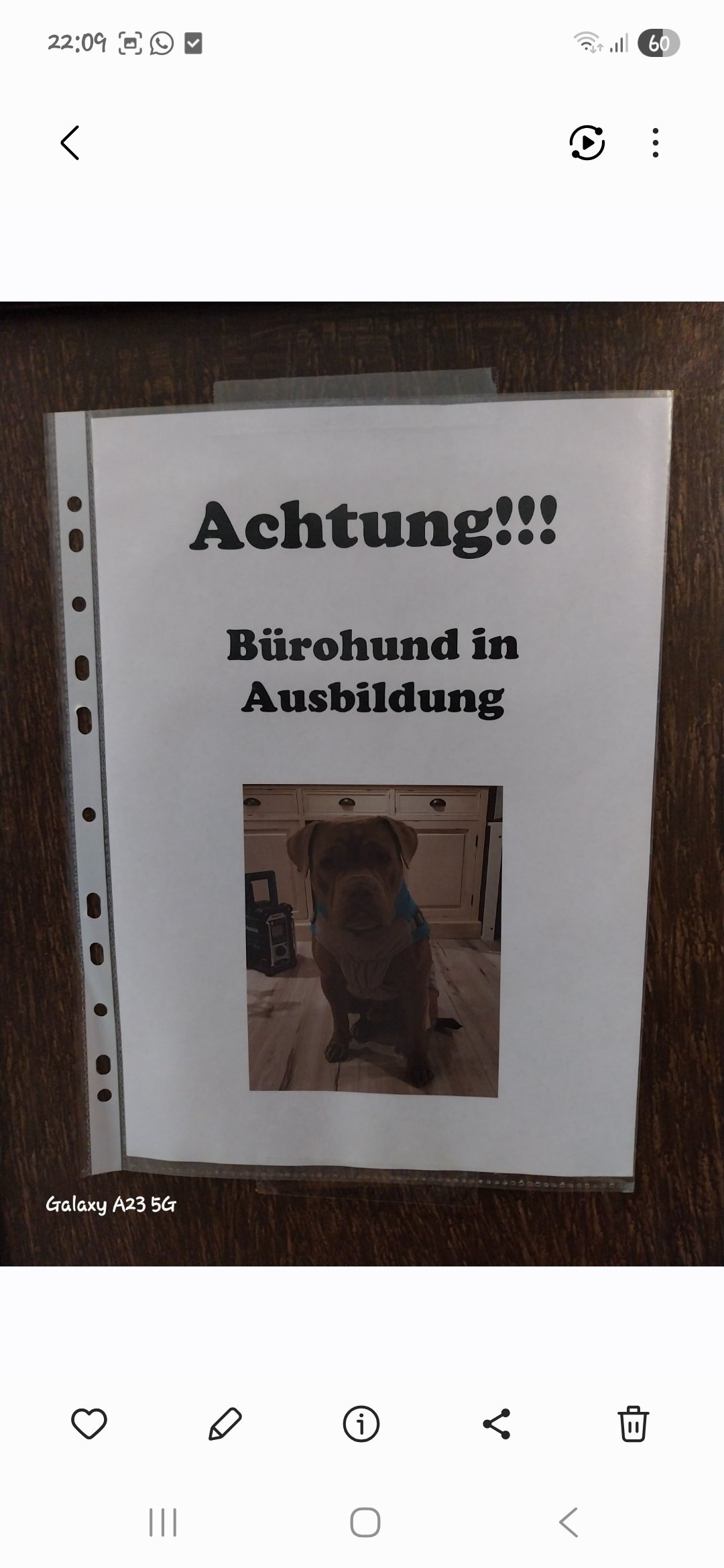 Fundraiser by Stephanie Grey : Buddy soll schmerzfrei leben können