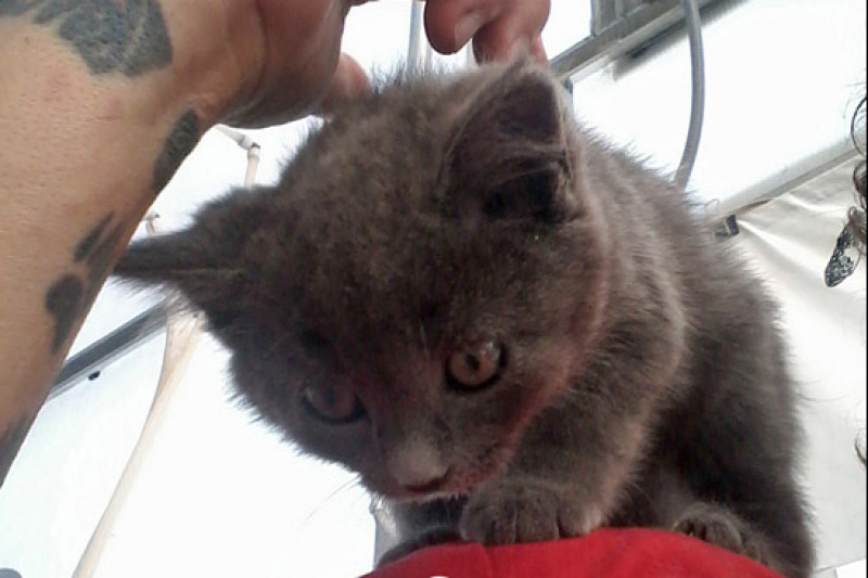 Fundraiser for Diane Padoven by Raven Tompkins : The Stray Hearts cats ...