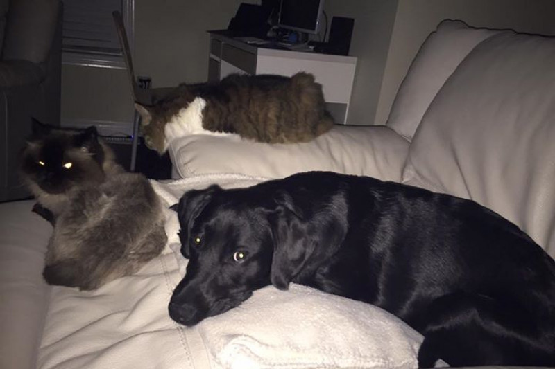 Fundraiser by Kevin Vye : Vye Family Moncton SPCA Funding