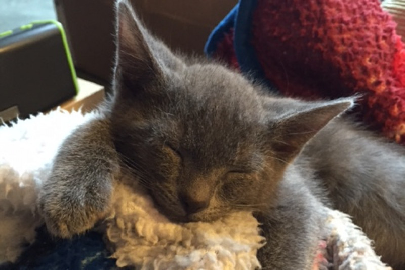 Fundraiser by Elizabeth Rooney : Please Help Angus the Cat