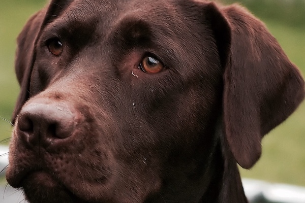 Fundraiser by Rebecca Rotter : Save Jack