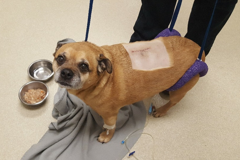 Fundraiser for Jesse Moyer by John Moyer : Roadie needed Emergency Surgery