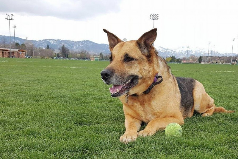 Fundraiser by Maggie Stillman : Nala's Hip Funds