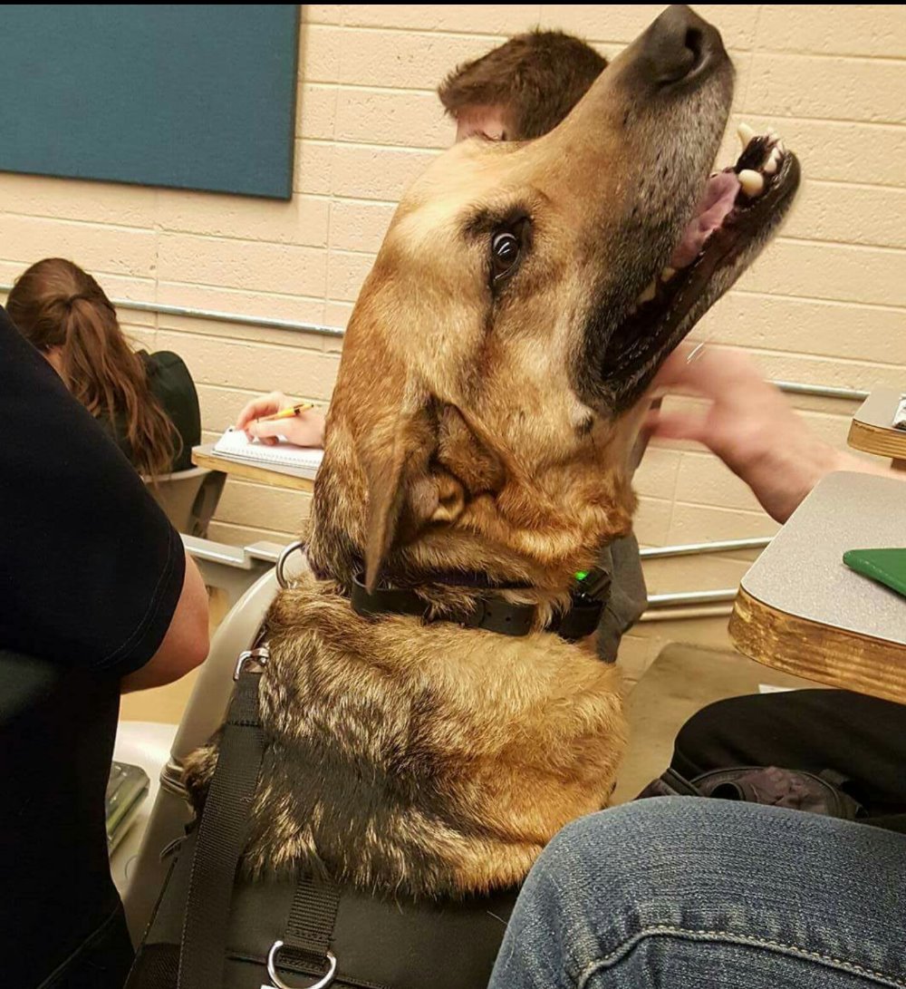 Fundraiser by Maggie Stillman : Nala's Hip Funds